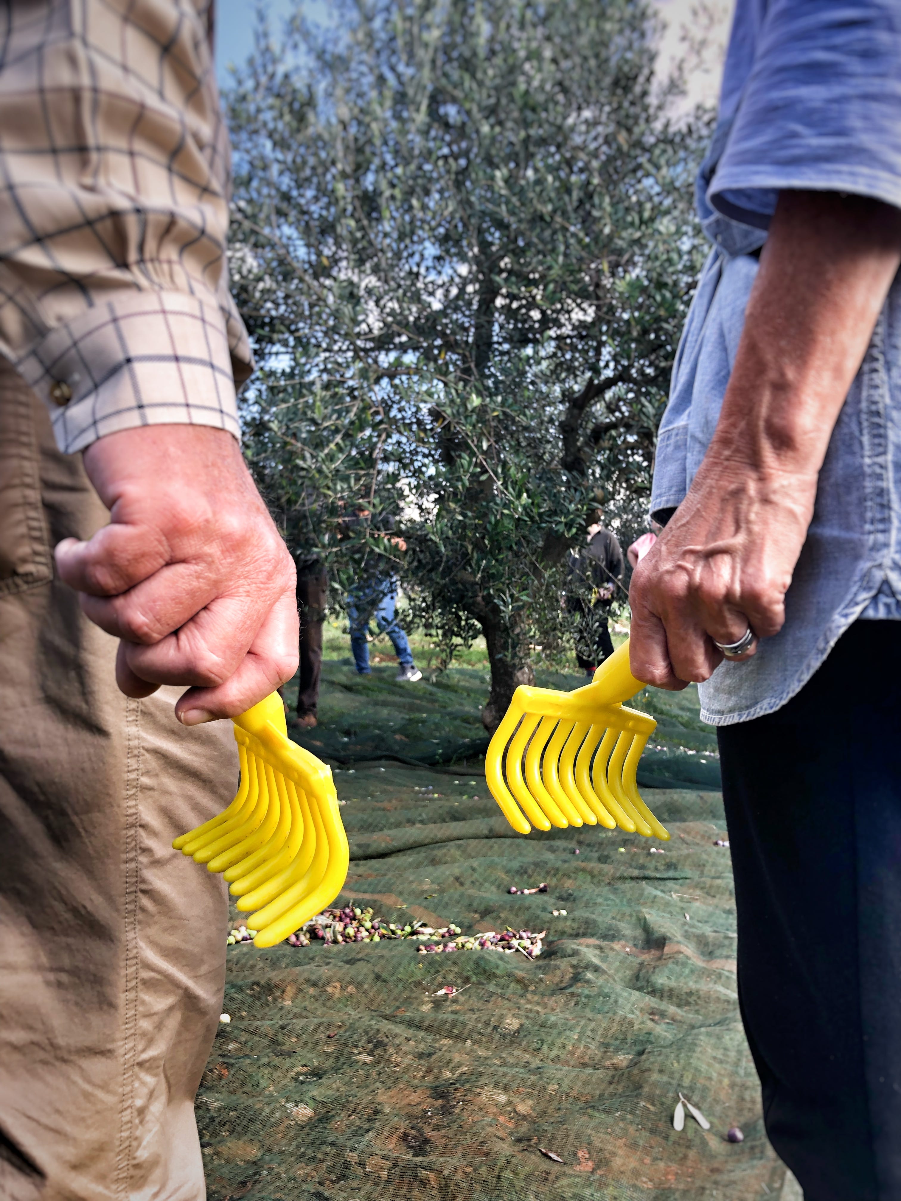 The New Harvest - by silvestro silvestori