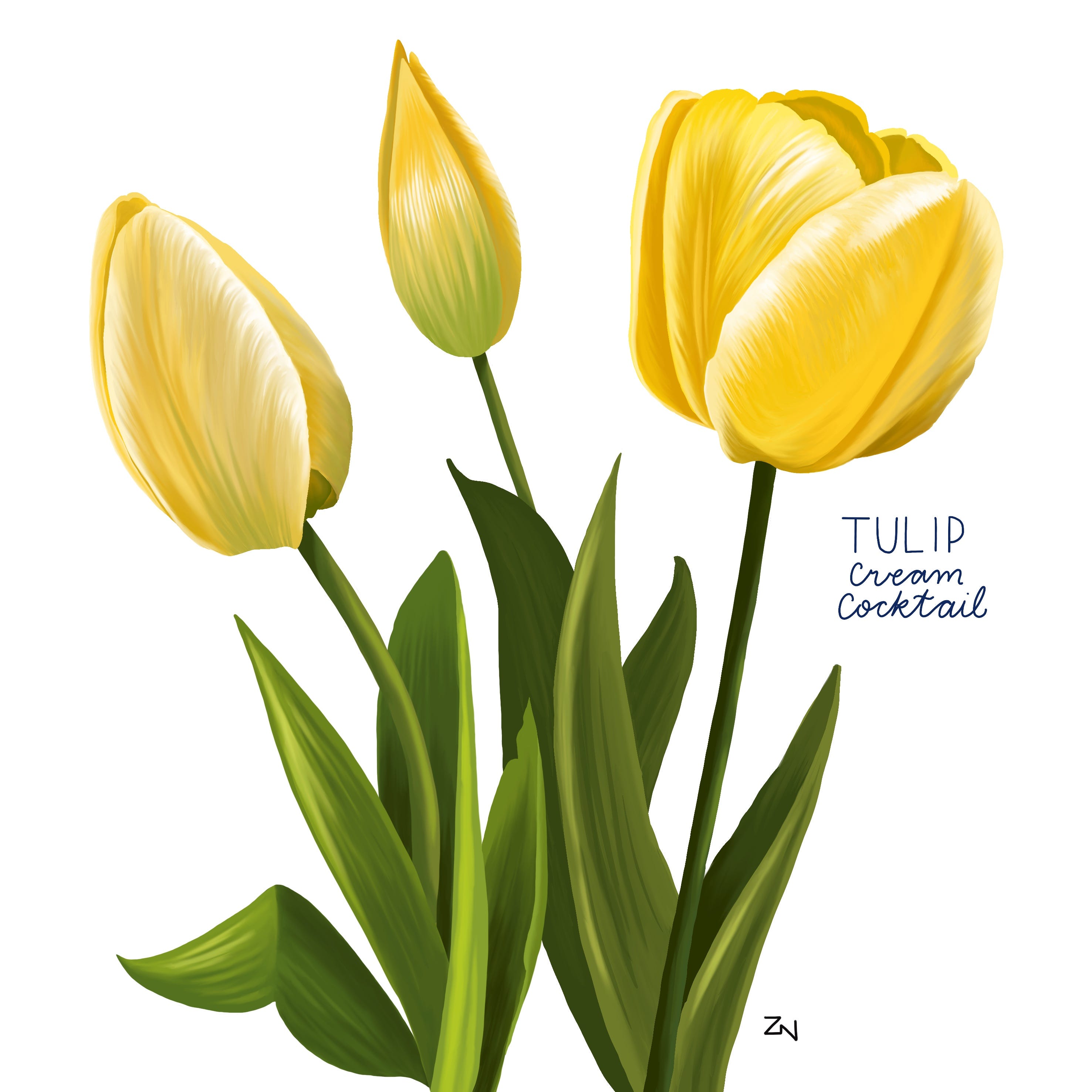 Tulip Mania - by Zoe - Garden Bliss