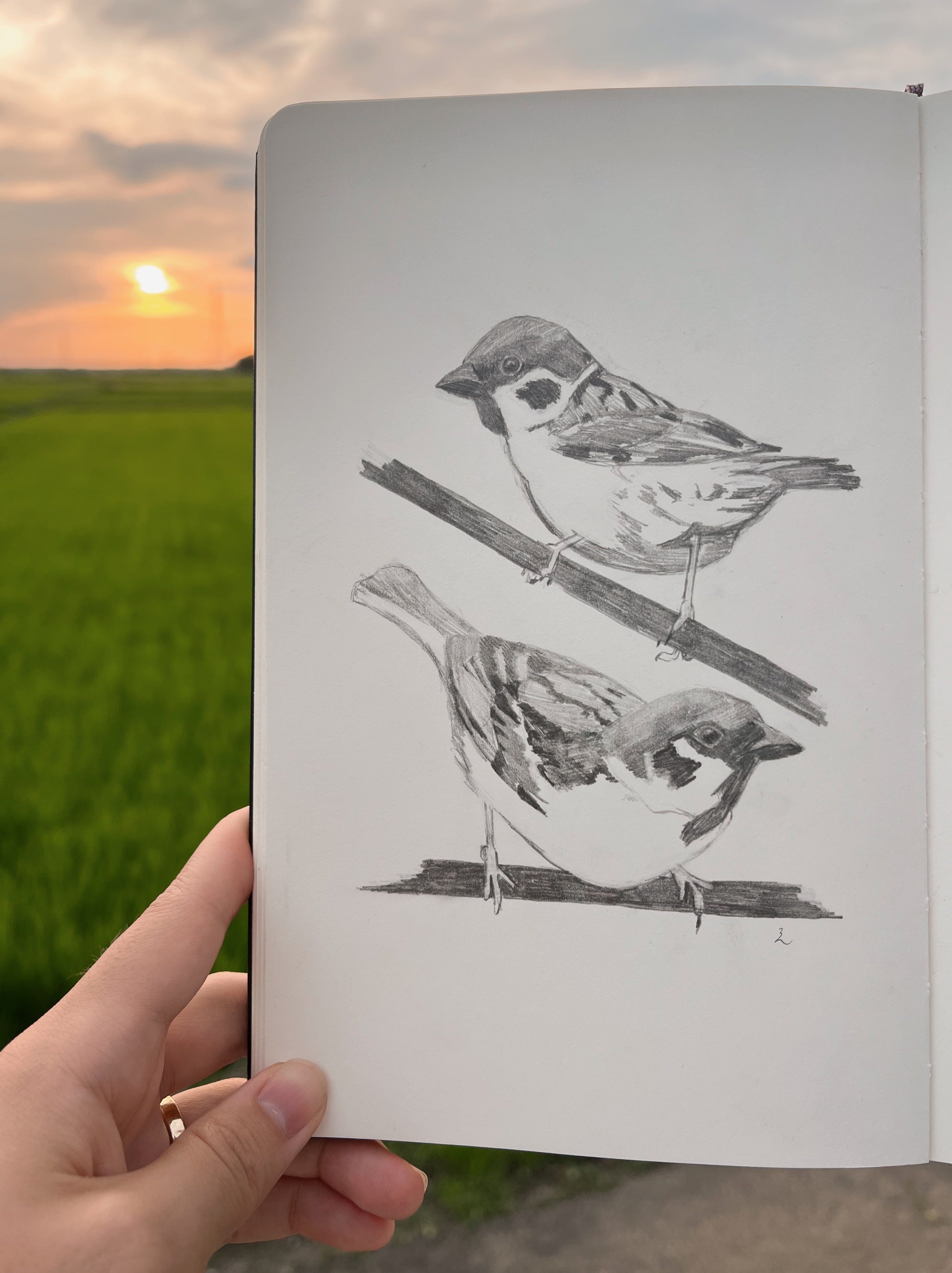 A birdwatching & drawing adventure in Japan