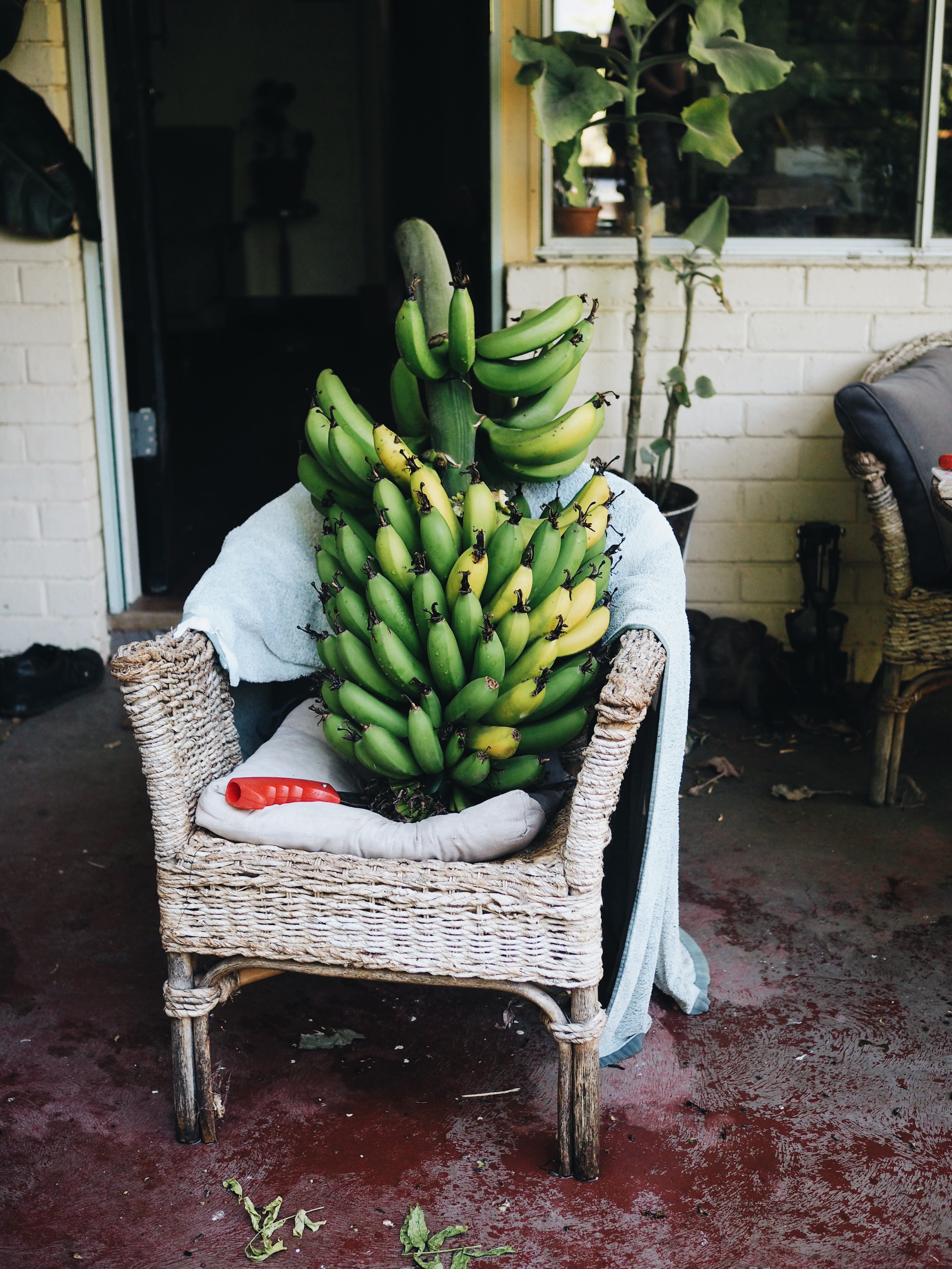 My top 6 tropical trees - by Casey Lister - lofi life