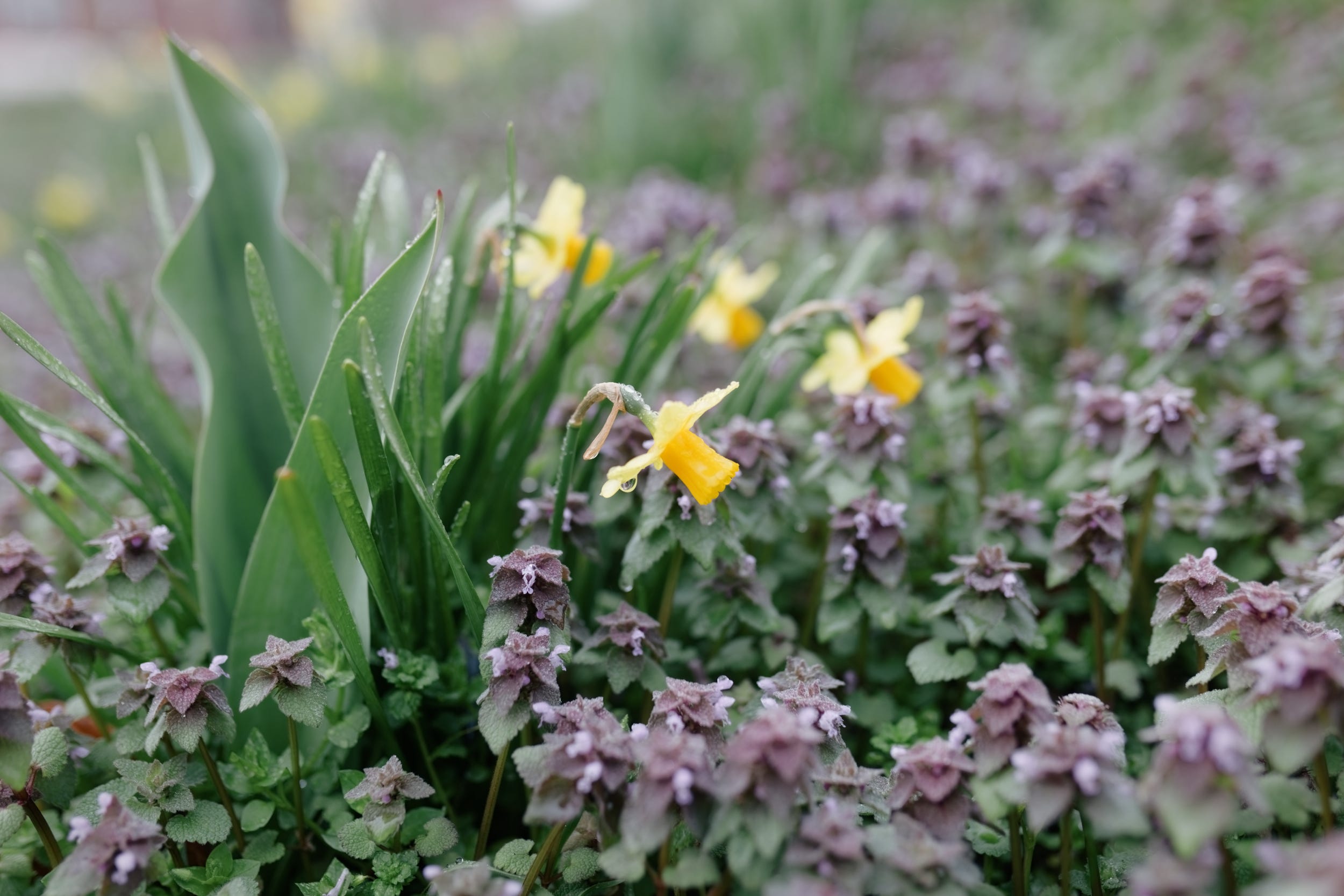 #36 - Daffodil season - by Michael Wriston