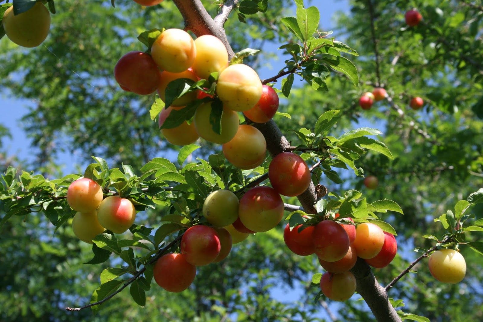Balkan Ecology Project : Plants, Wildlife and Polycultures for Forest ...