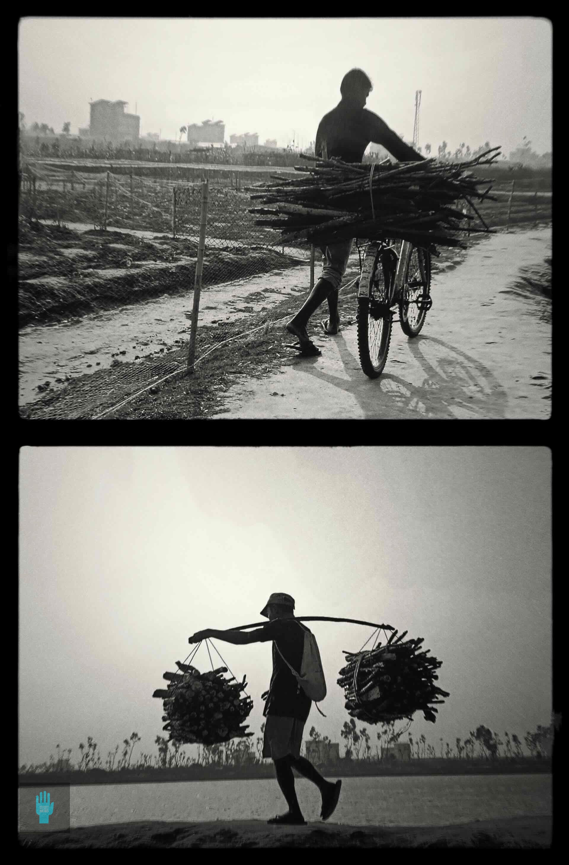Collecting firewood, Bhasan Char - by Mijanur Rahman