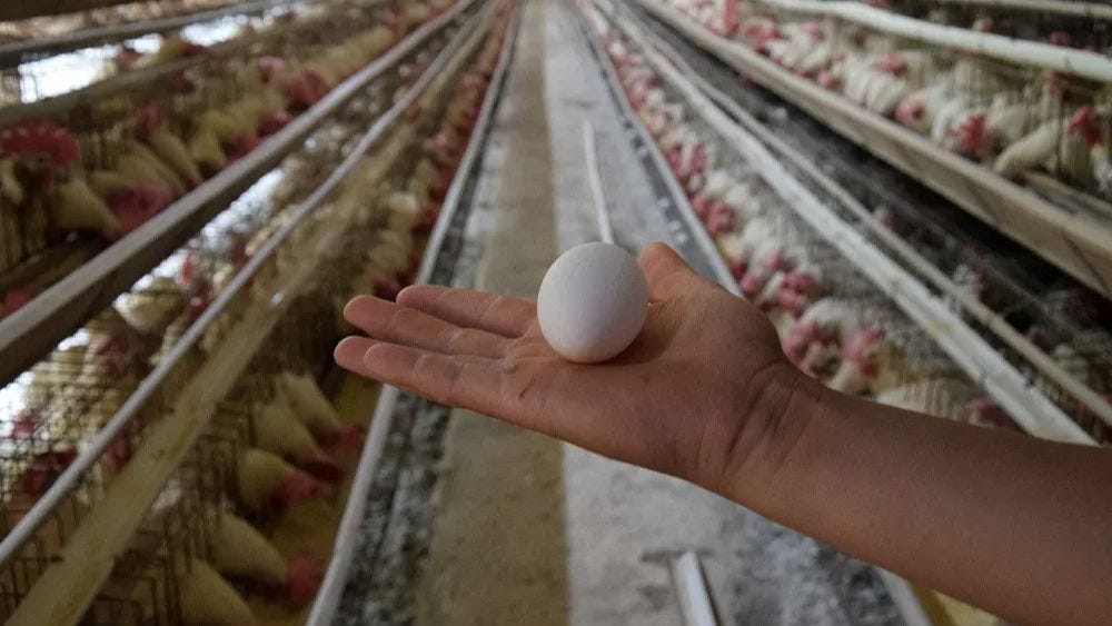 Granja Faria vai investir R$ 60 milhões no ES; empresa realizou ...