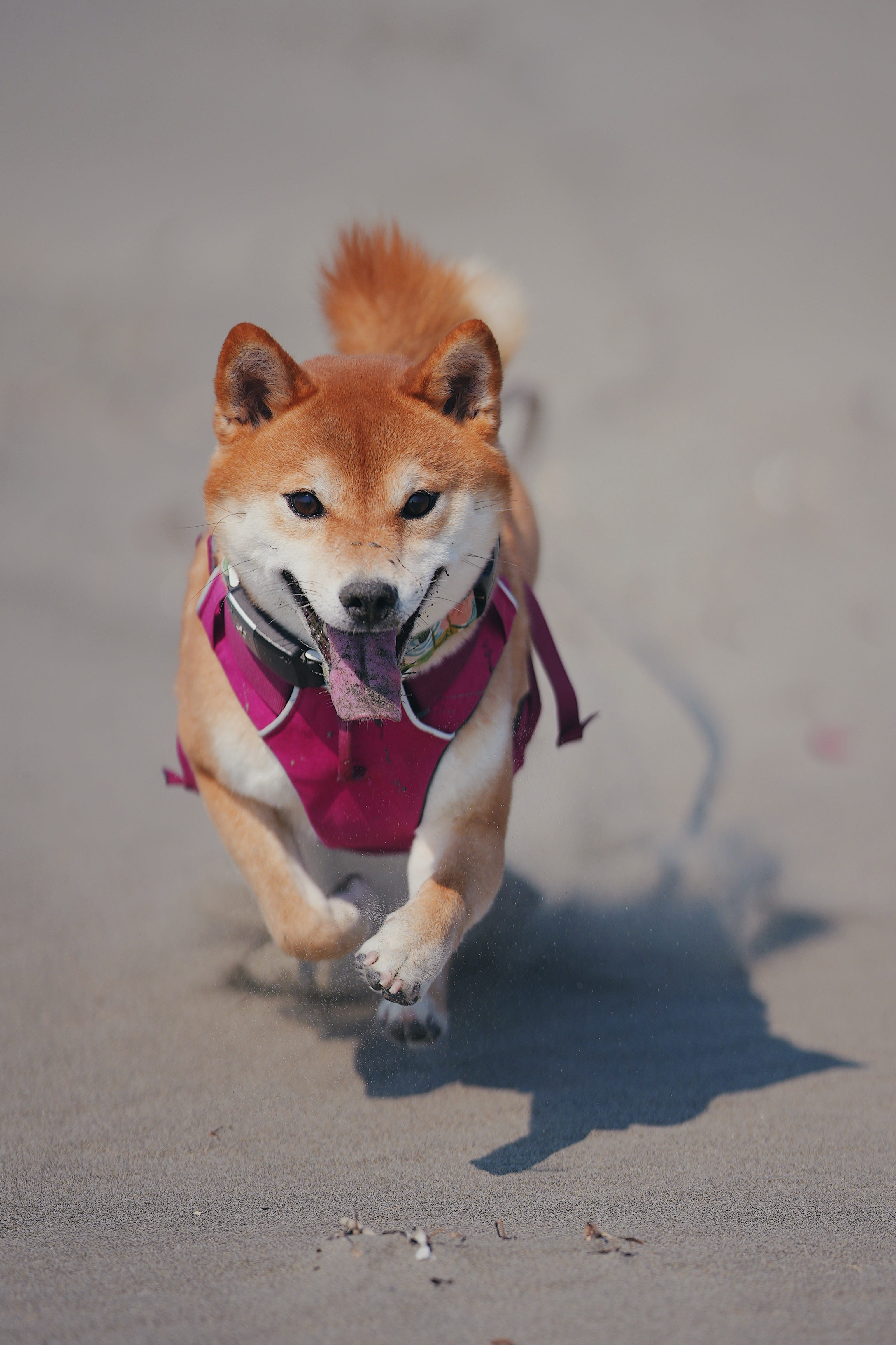 Tales & Tails | Nadine Aurora Tabing | Substack