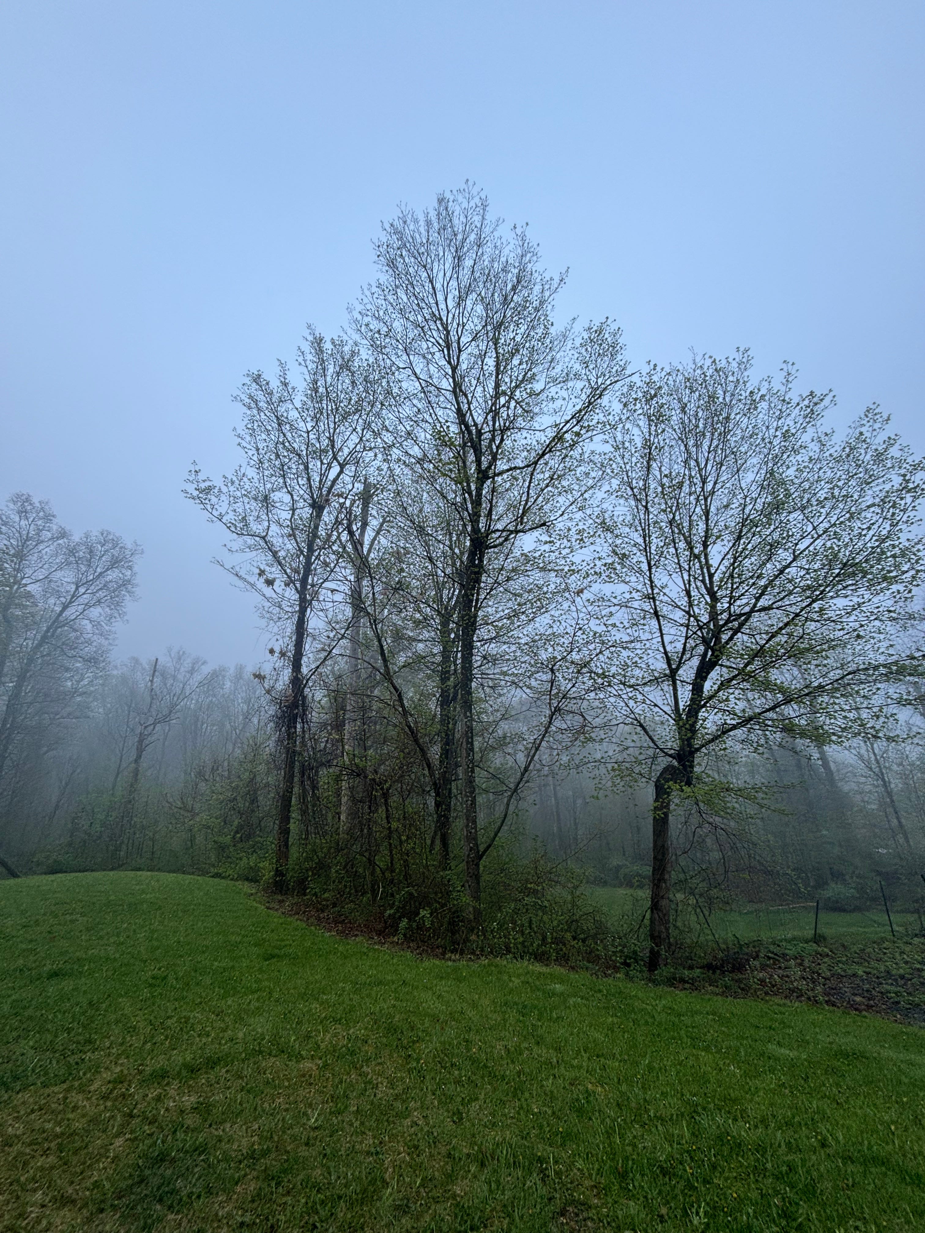 The Druids’ Mist on Bealtaine Morning - by Marisa Goudy