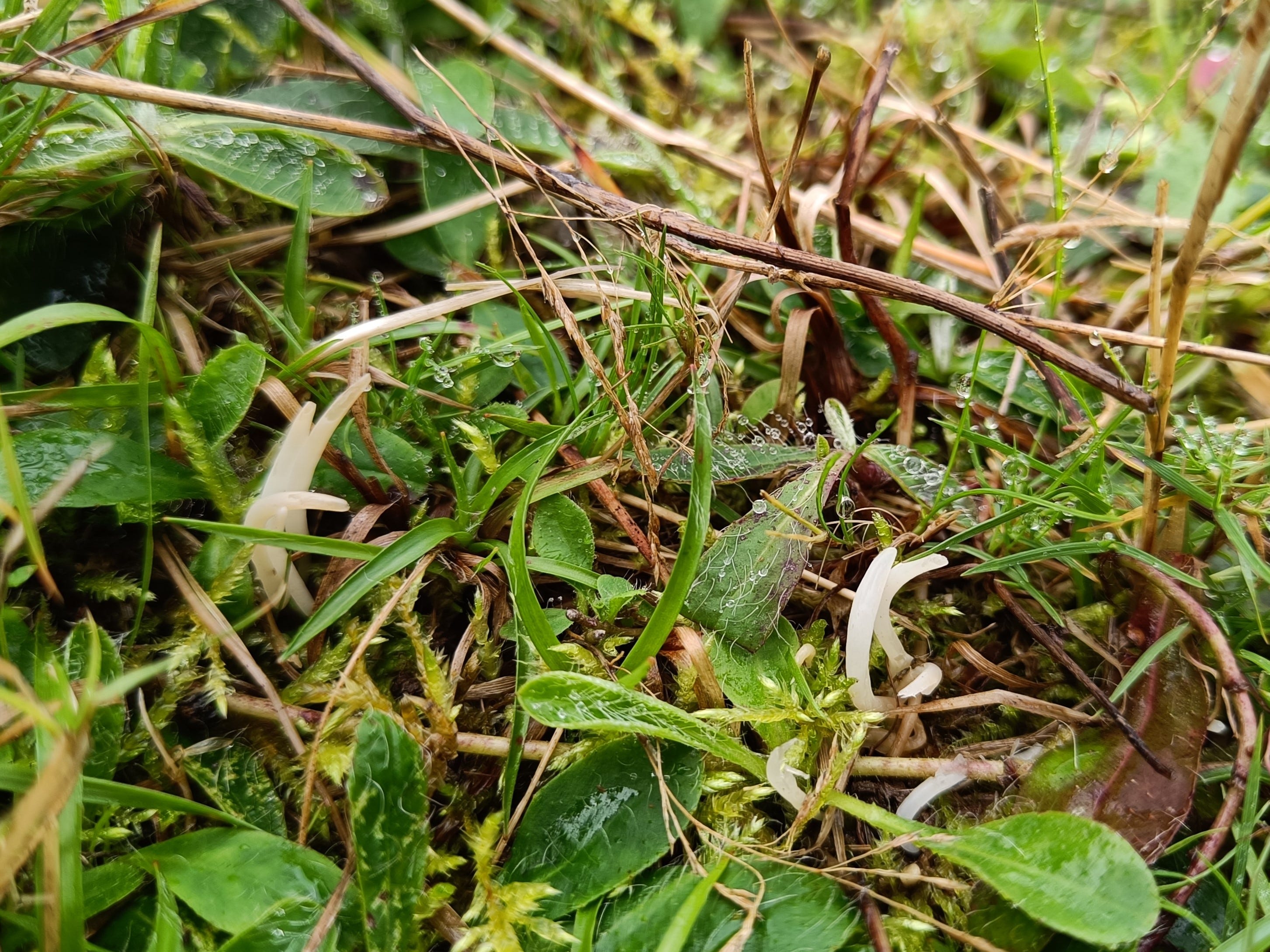 Grassland clavarioid fungi of Great Britain: Species #10