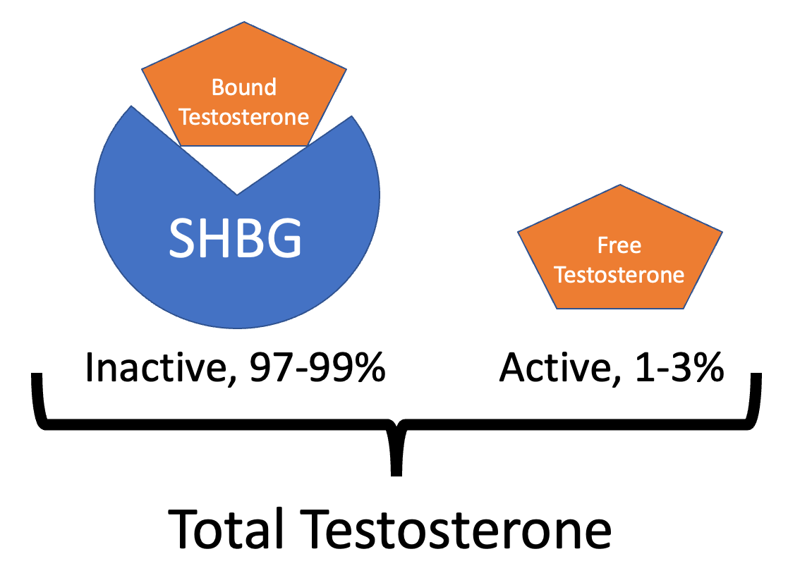 Male Sex Hormones part 1 - BowTiedLoon’s Newsletter