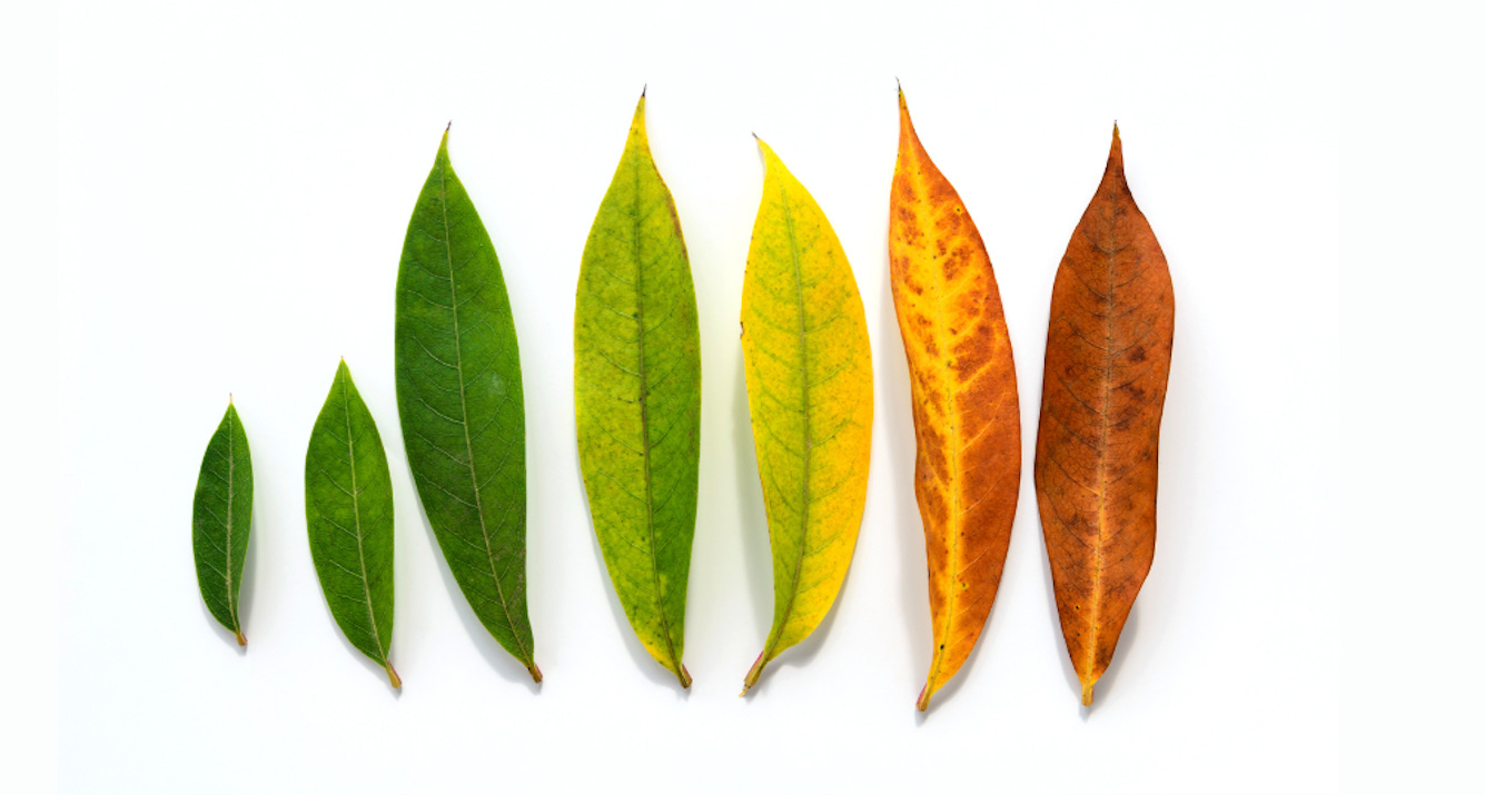 The one about adulting - by Tosin Orija - Read My Mind