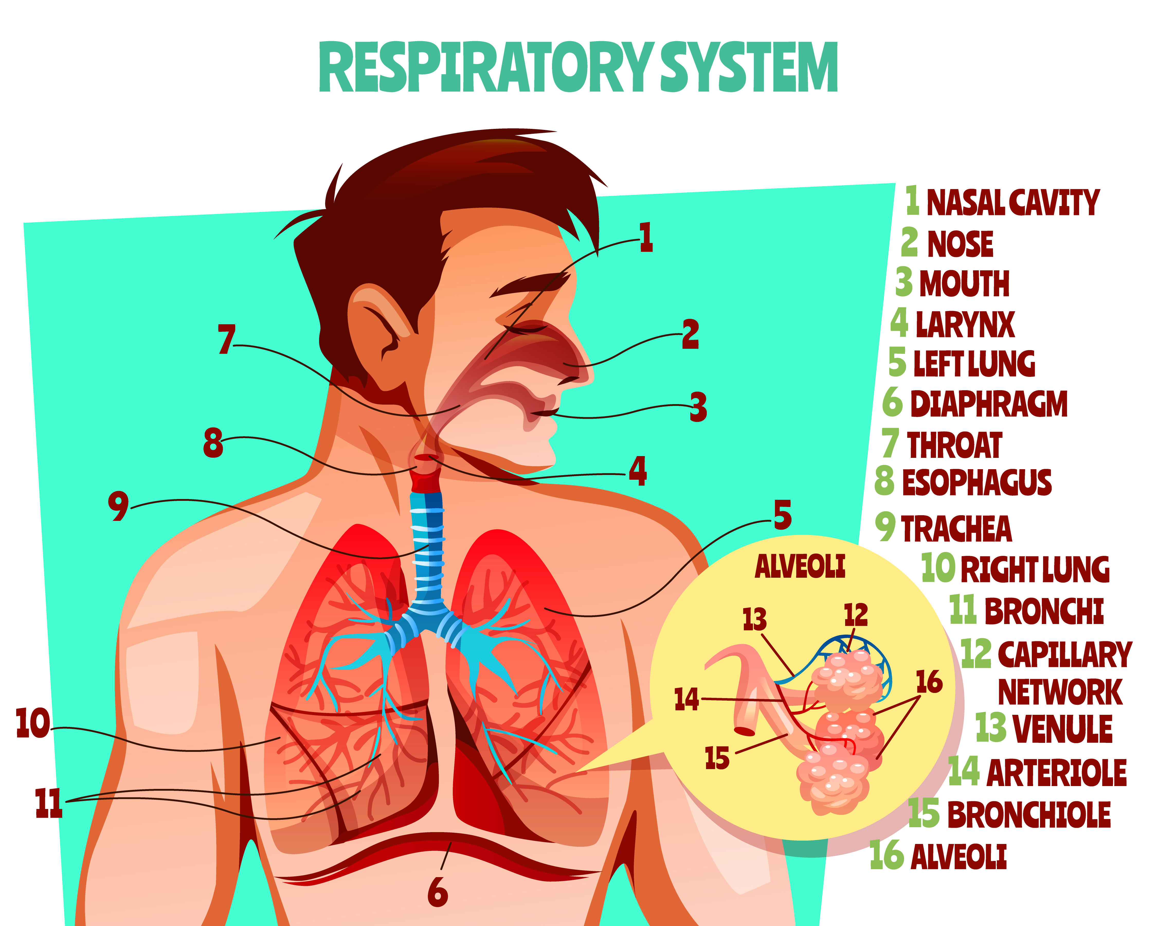 Lower Lung Capacity = Obesity & Heart Problems?