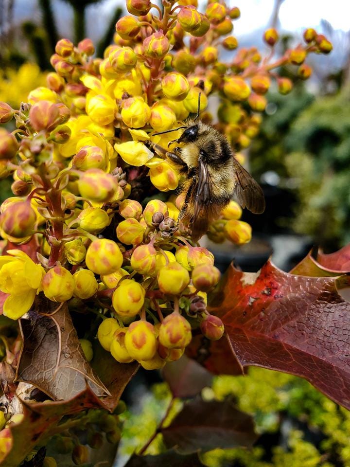 A Guide to Early Spring (a Zine Collaboratively Written with Carolyn ...