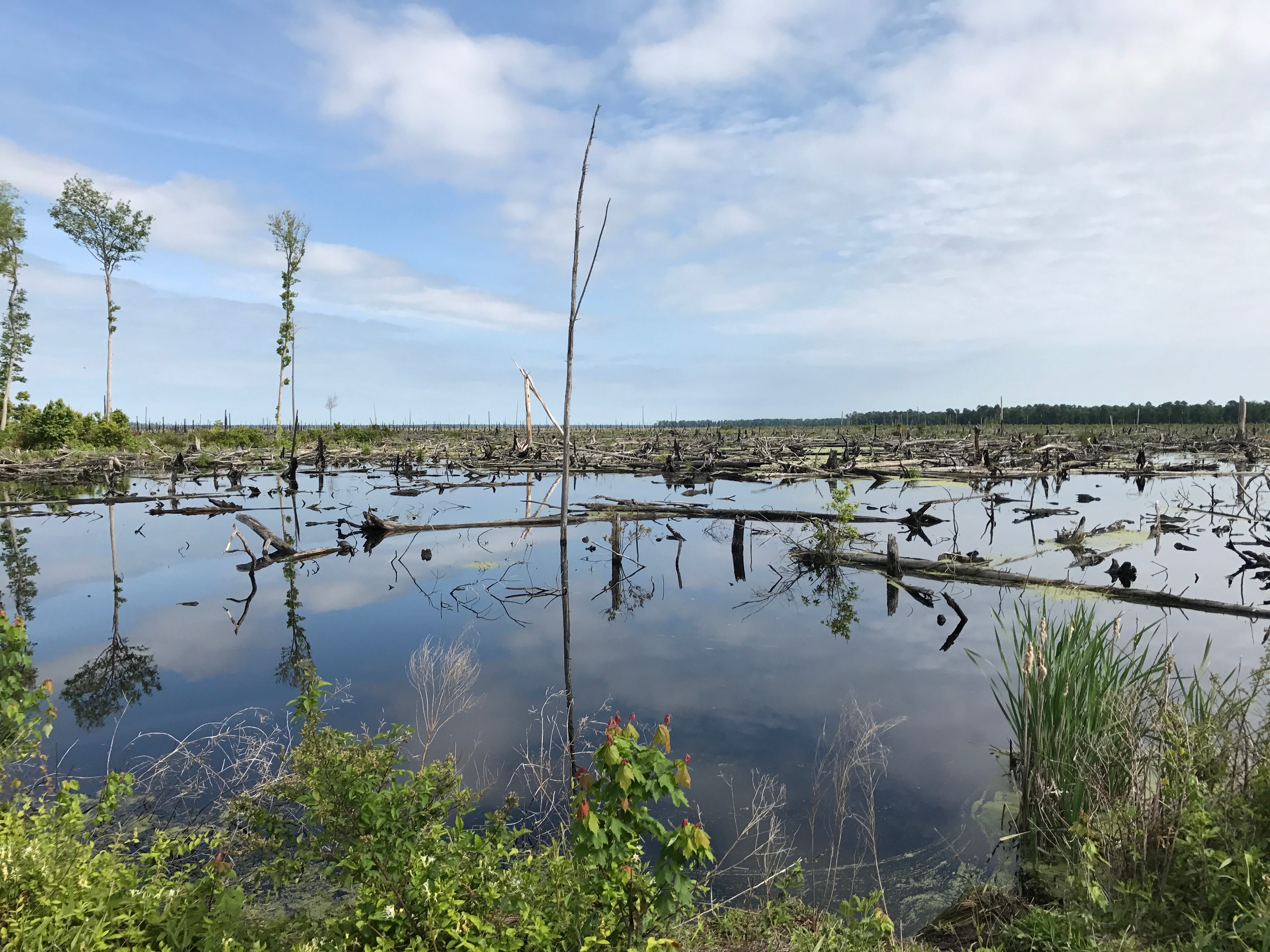 The Great Dismal Swamp isn't as great, dismal, or swampy as it used to be