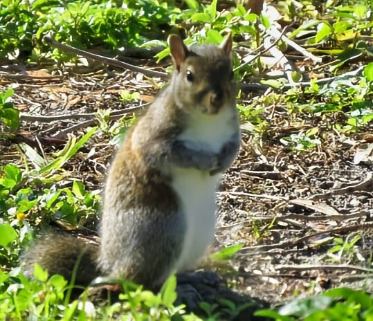 Office Squirrel Visits The Parrot Lawyer. - by Rick Georges
