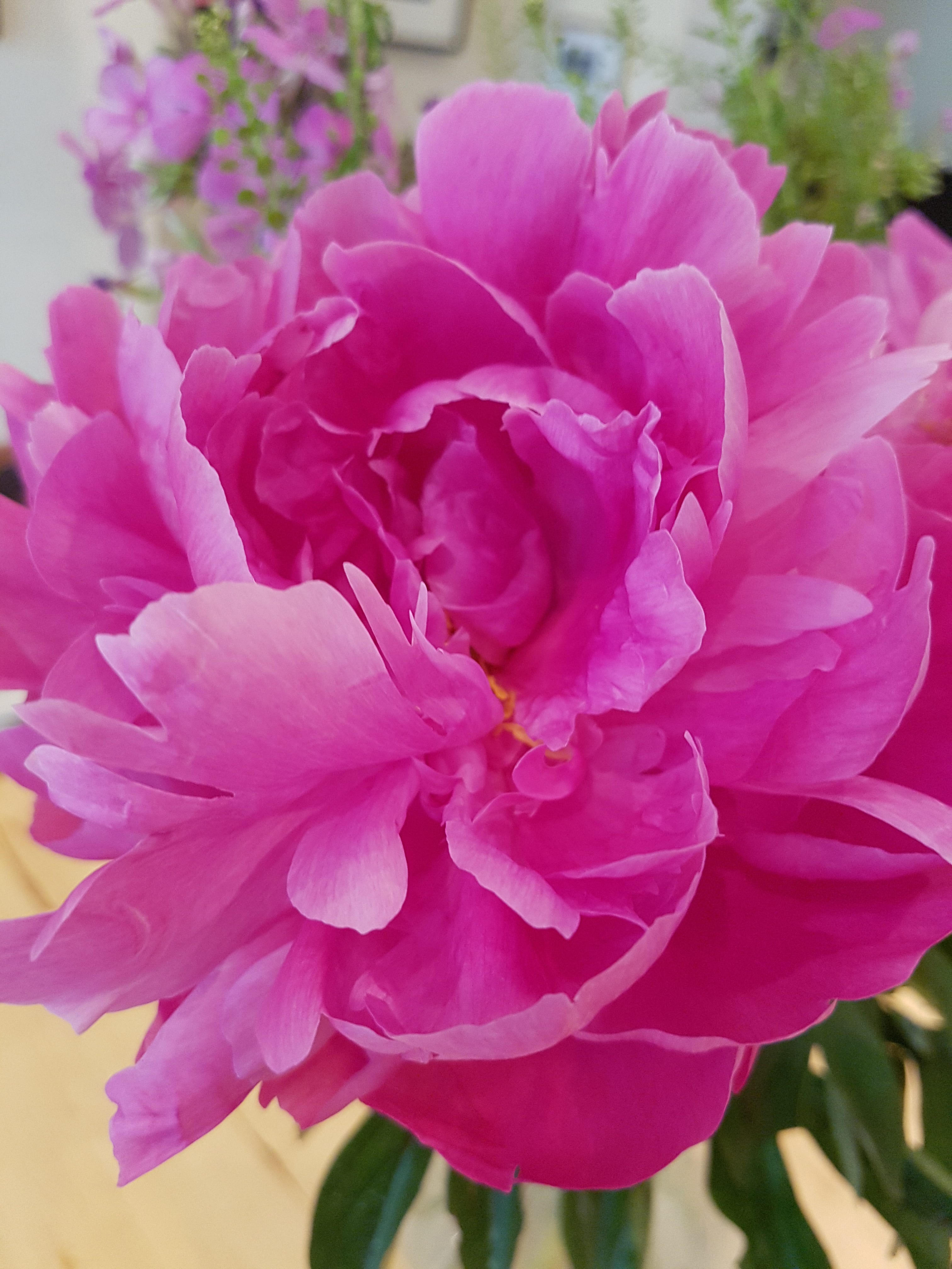 Rosie Millard | Substack