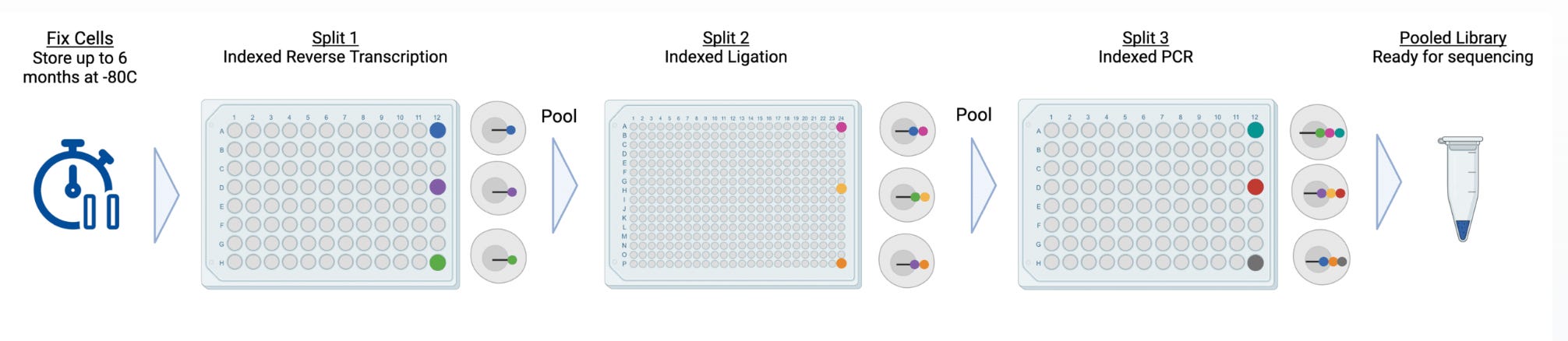 So, what is the difference between Parse and Scale Bio scRNA-seq kits?