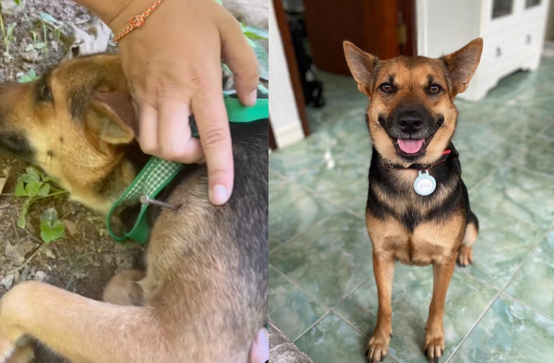 The 10 Best Best Dog Transformations And Why I Should Probably Be A ...