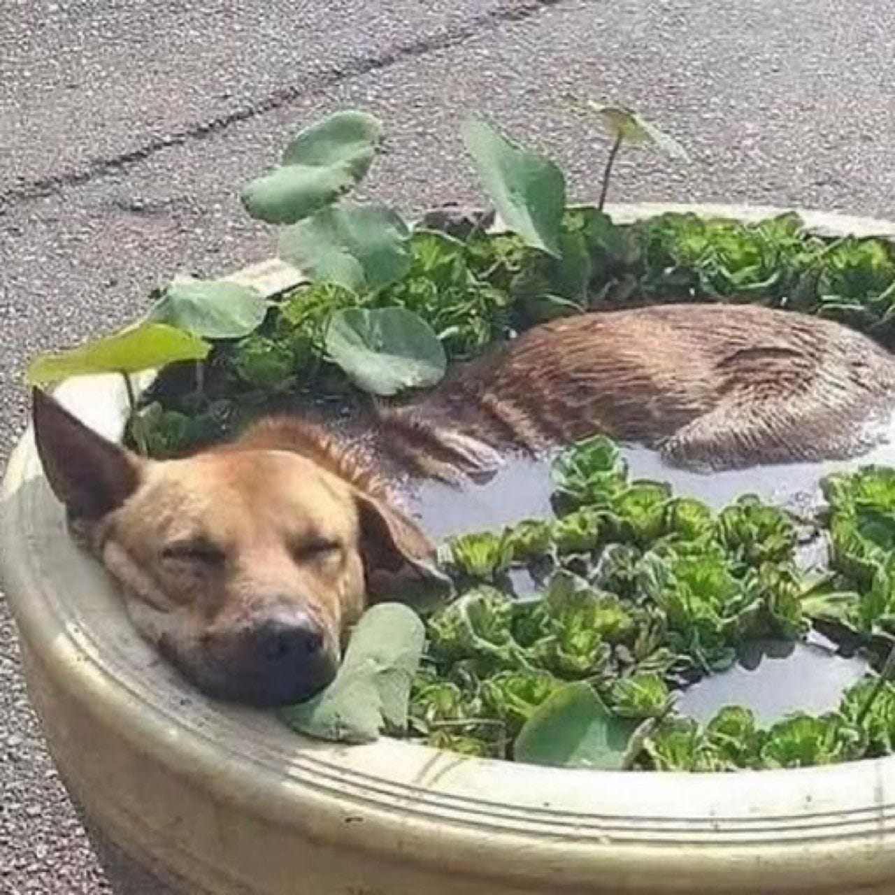 Supertramp | Substack