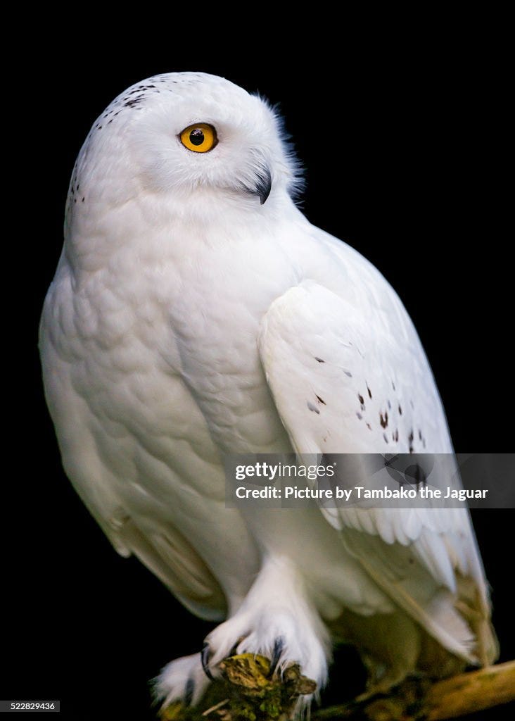 Snowy Owl - Josephine’s Substack