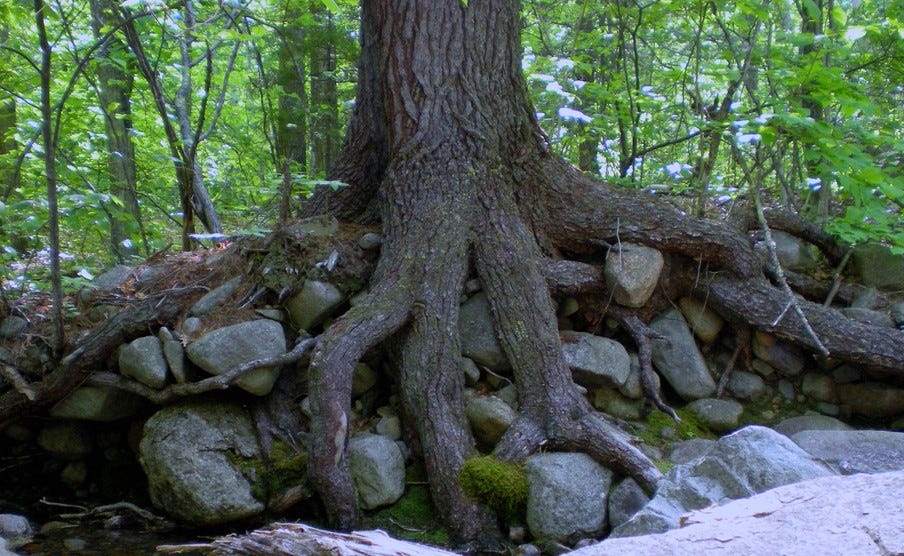 The Qliphoth Tree - sleepydude’s Substack