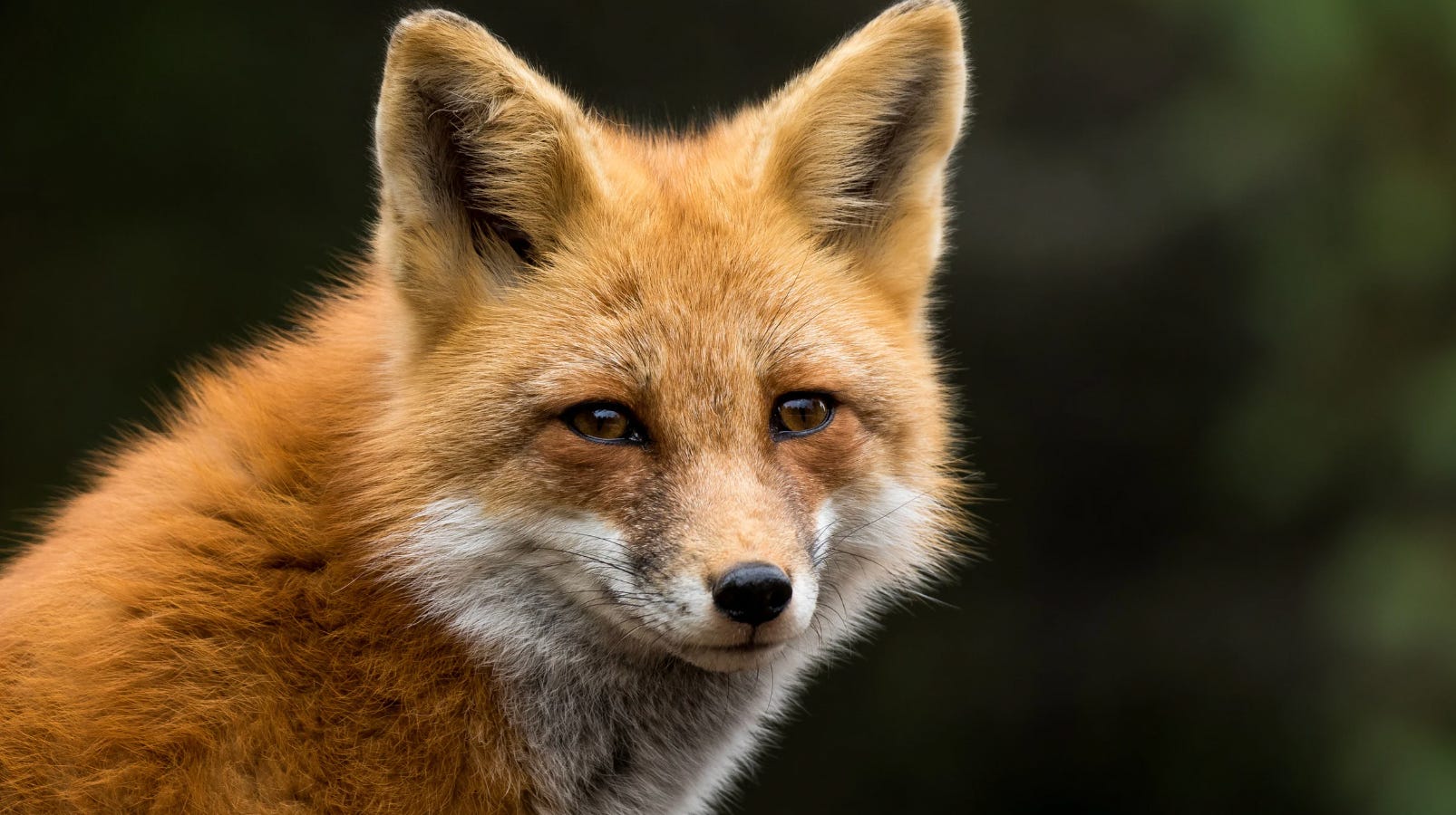TAKE ACTION: Tell the RHS to disassociate itself from fox hunting