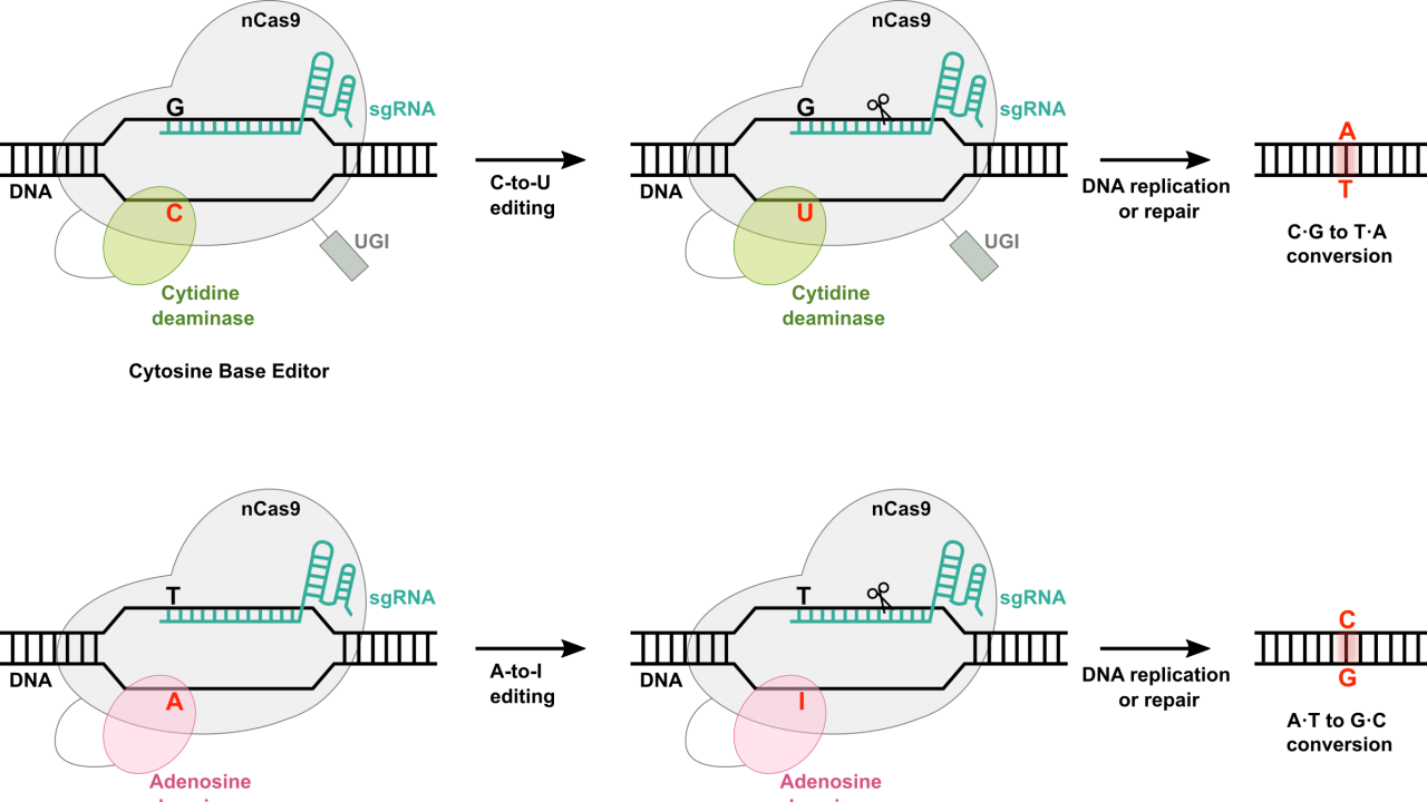 What are the bottlenecks to safe, repeatable edits in humans?