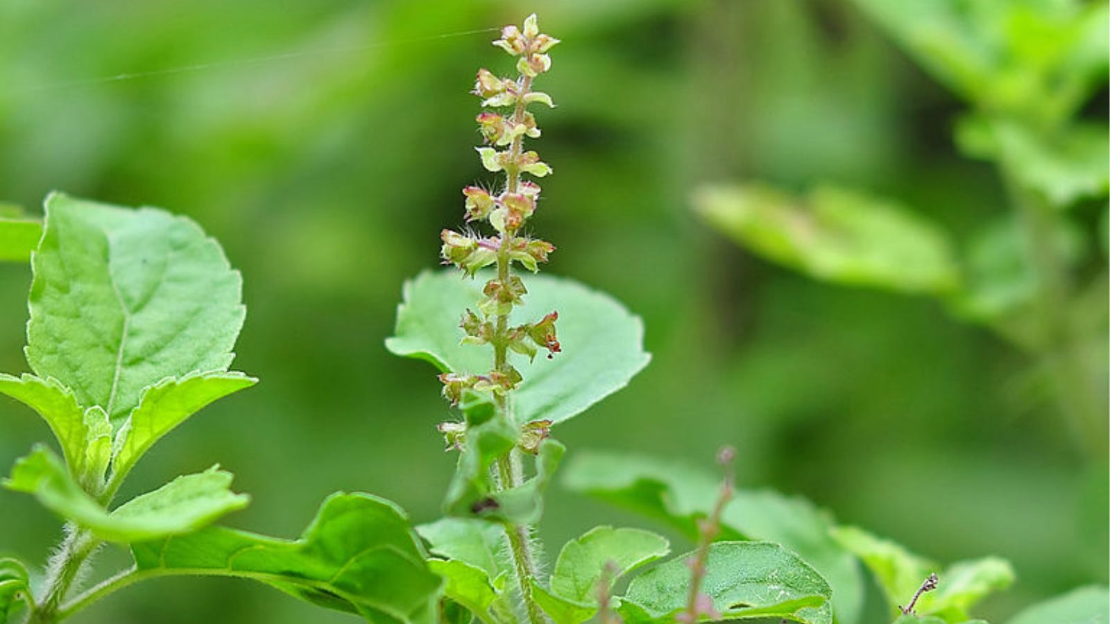 Tulsi: The Ayurvedic Adaptogen - by Cassandra Quave