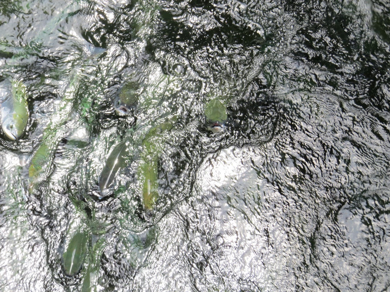 The Mysteries of Nature - by Christine Finlayson