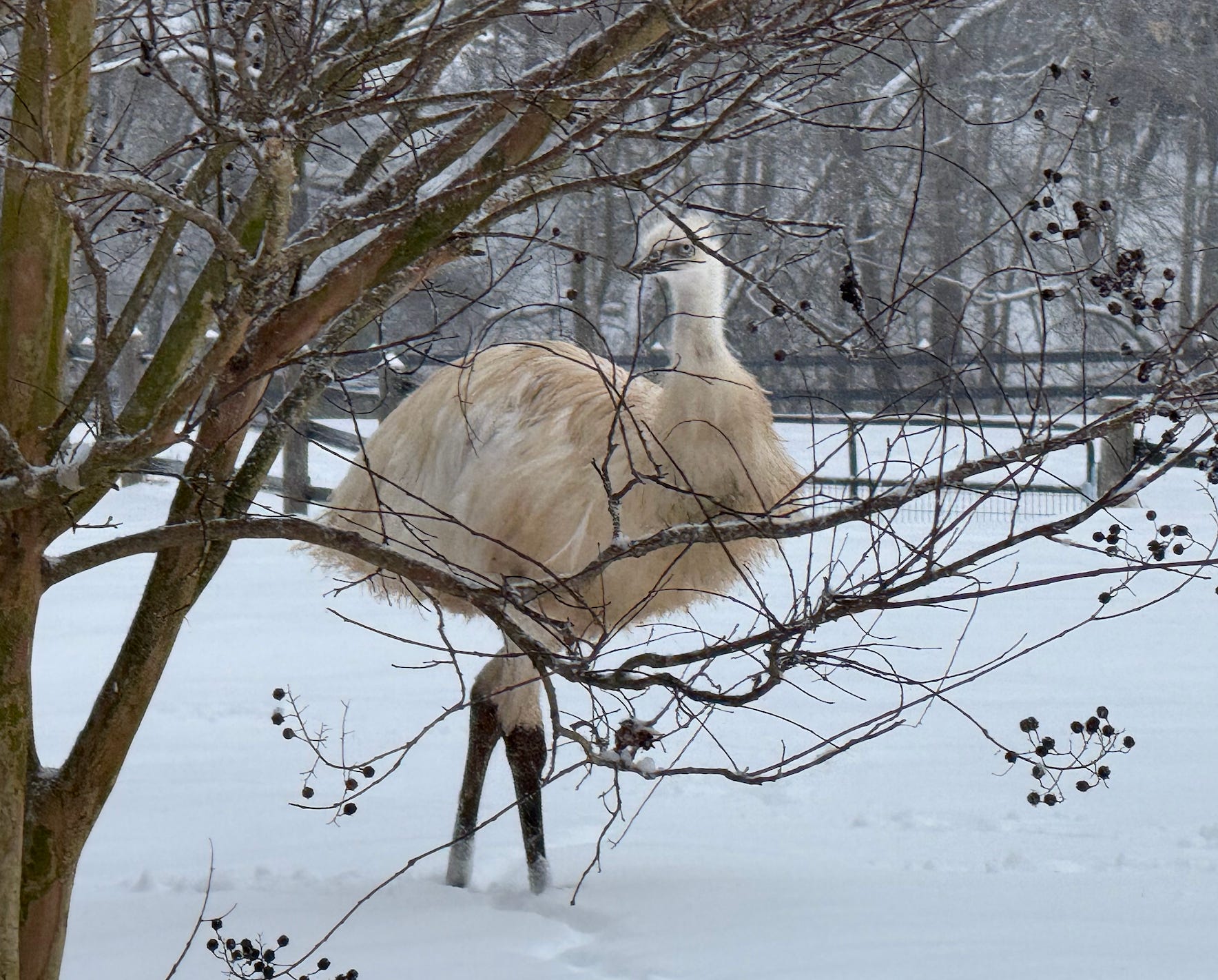 Homesteading 101: The Depths of Winter