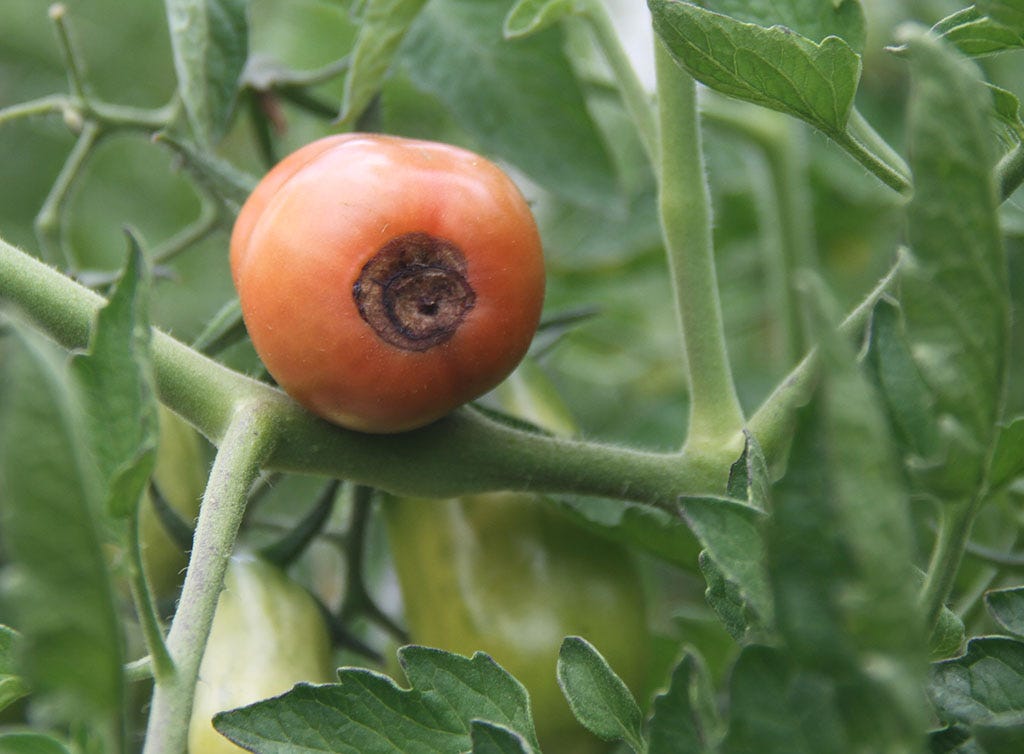 Common Nutrient Deficiencies of the Vegetable Patch