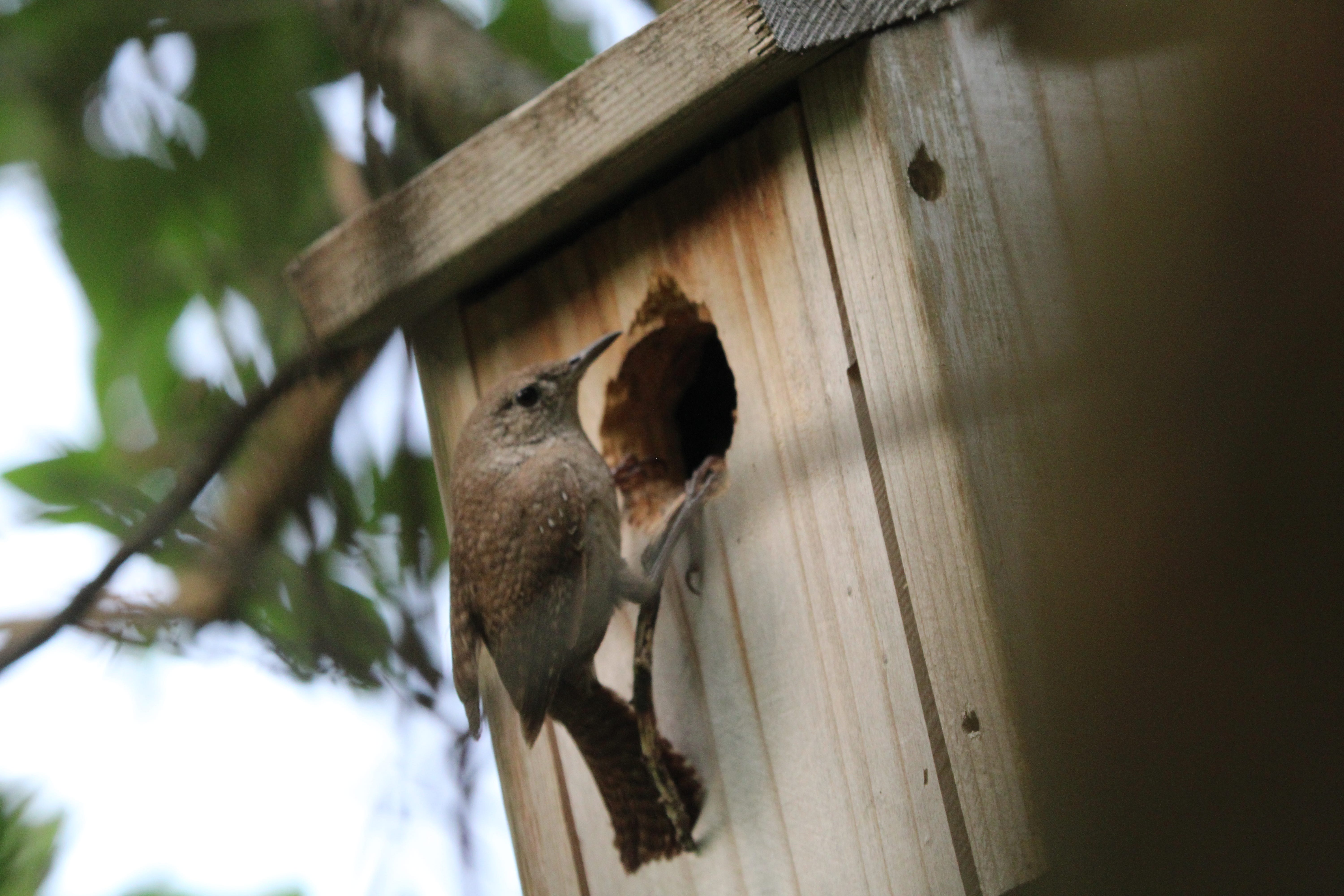 TWiB Notes: Heat wave birds, House Wrens, and duck numbers