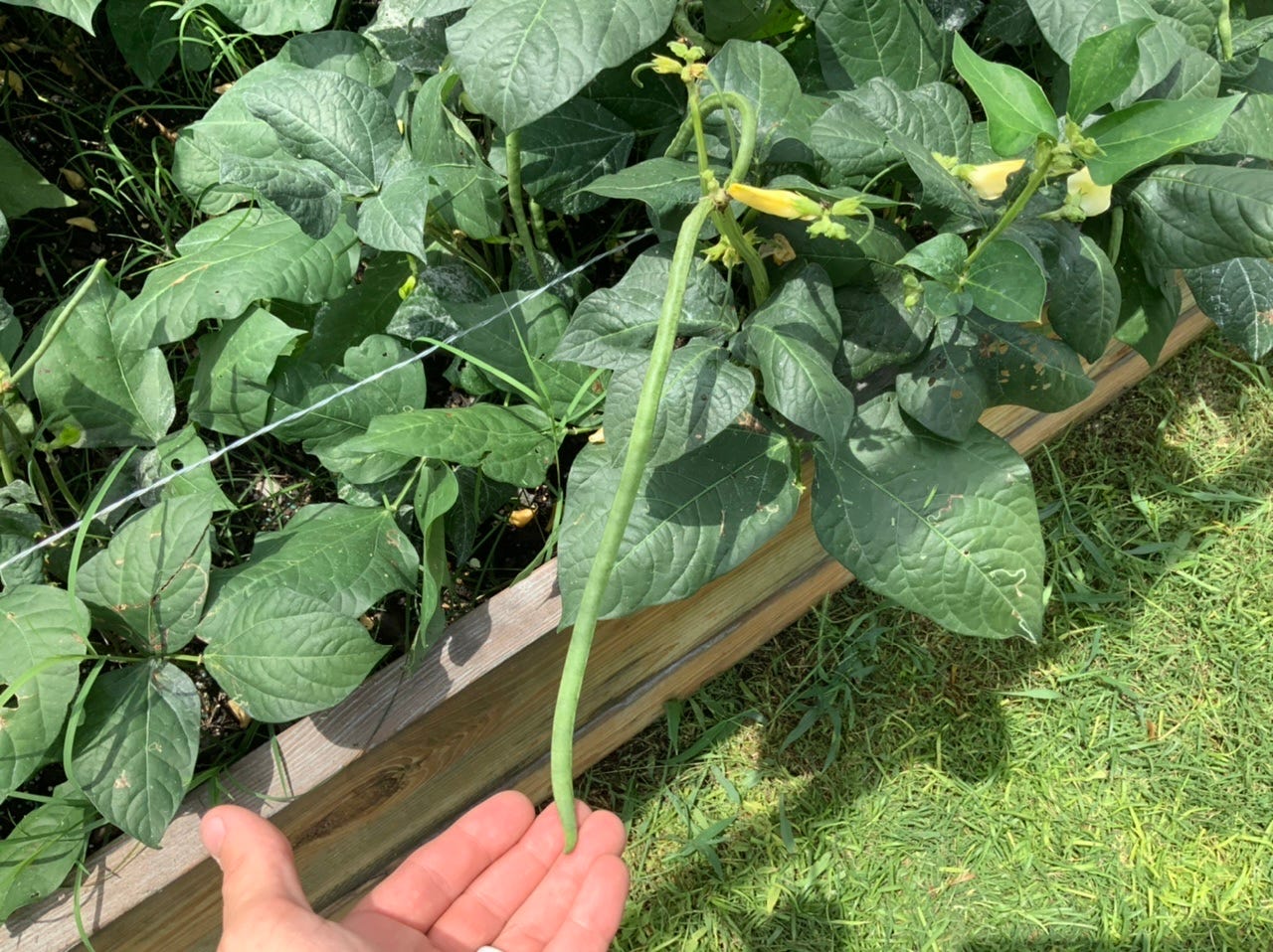 #06 Mr. McGregor’s Garden Book - by Junius Brutus