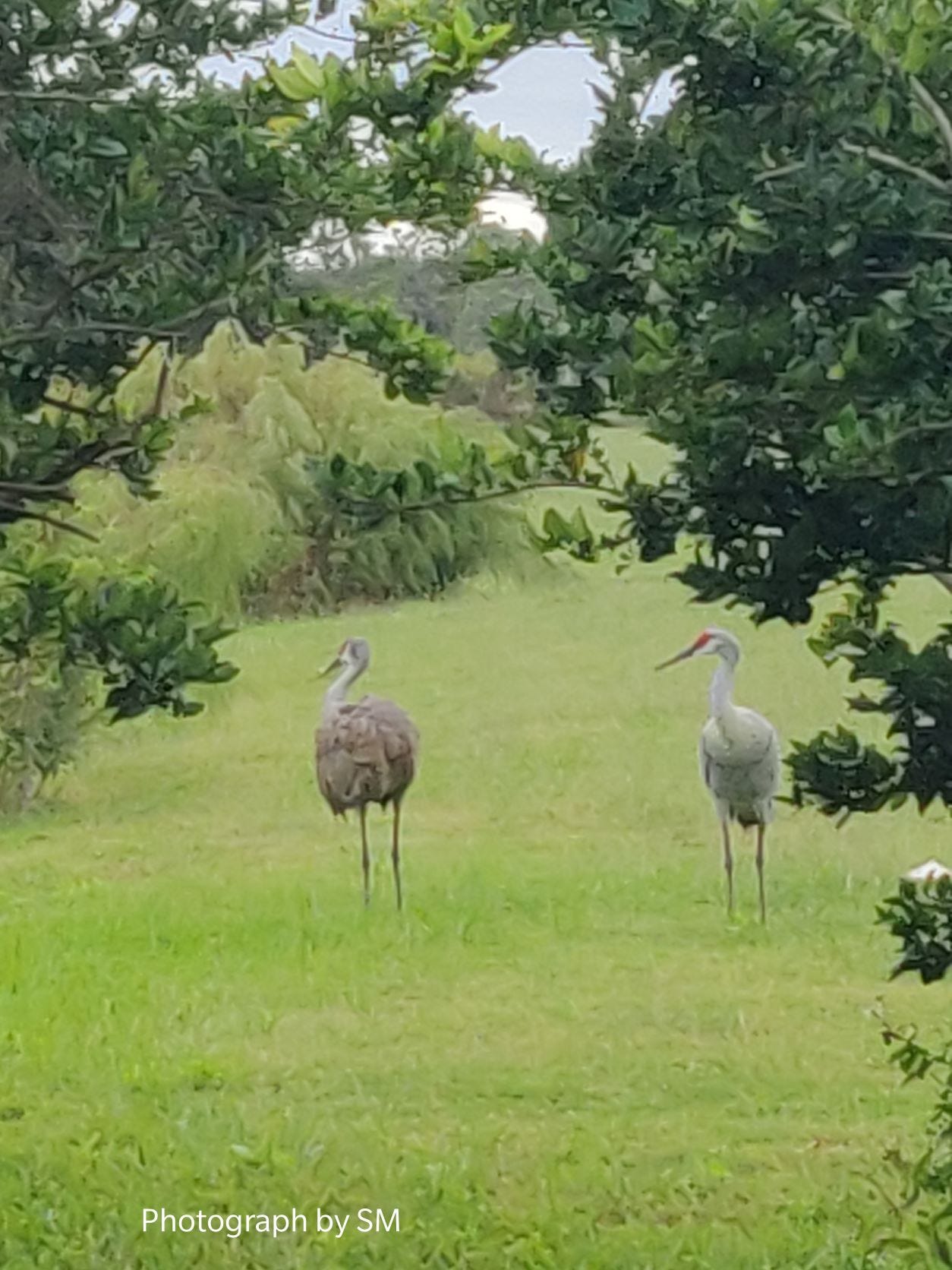Cranes - by SM - Brain Injury (AVM) + My Experiences.