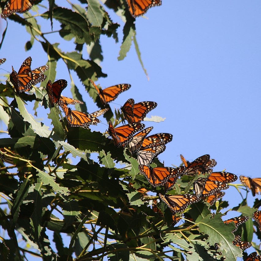 The Monarch butterfly (1 of 3): Roosting in the “wrong” trees?