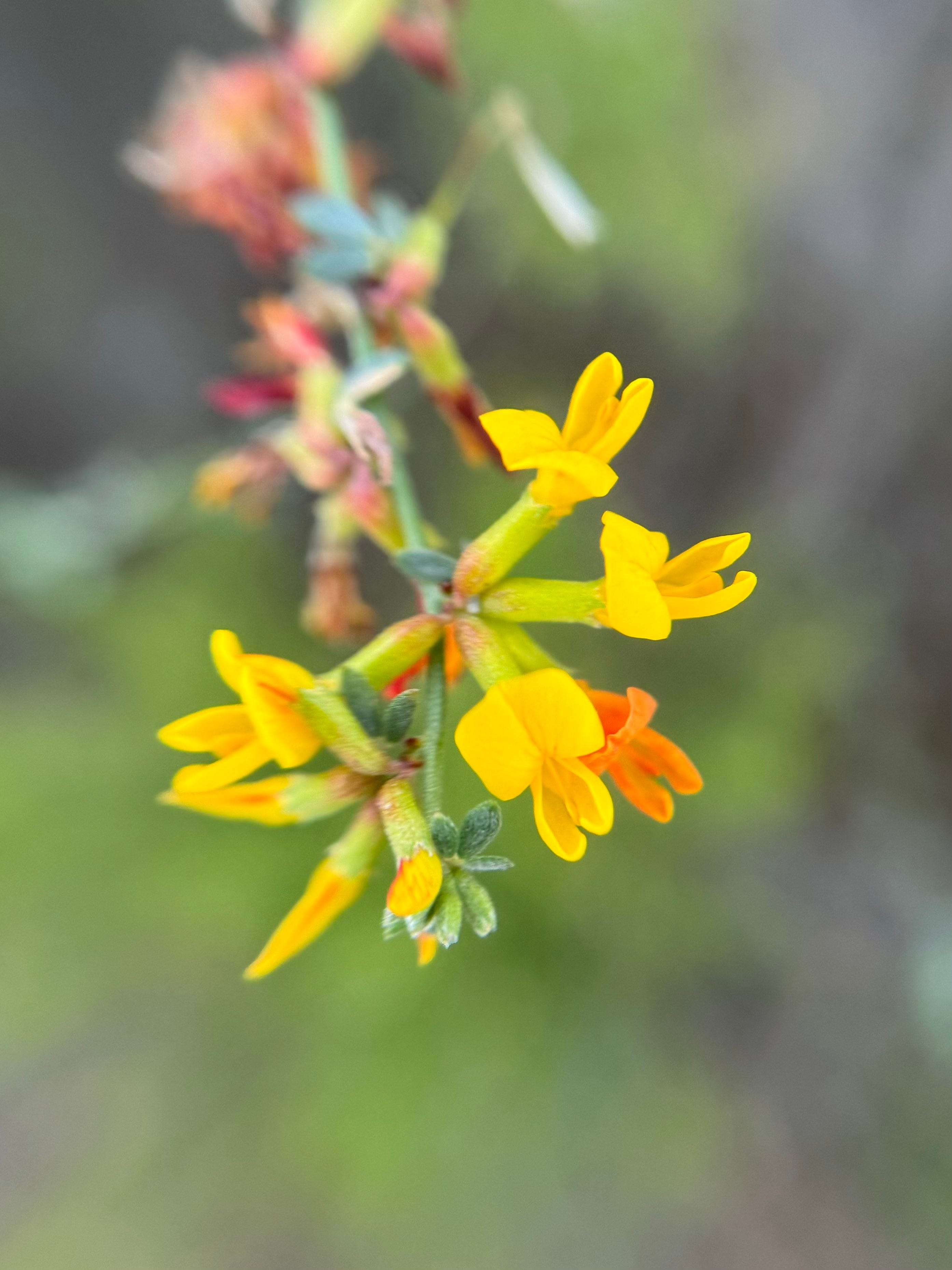 今日所见野花 - by 方舟子Shimin Fang - 方舟子Shimin’s Substack