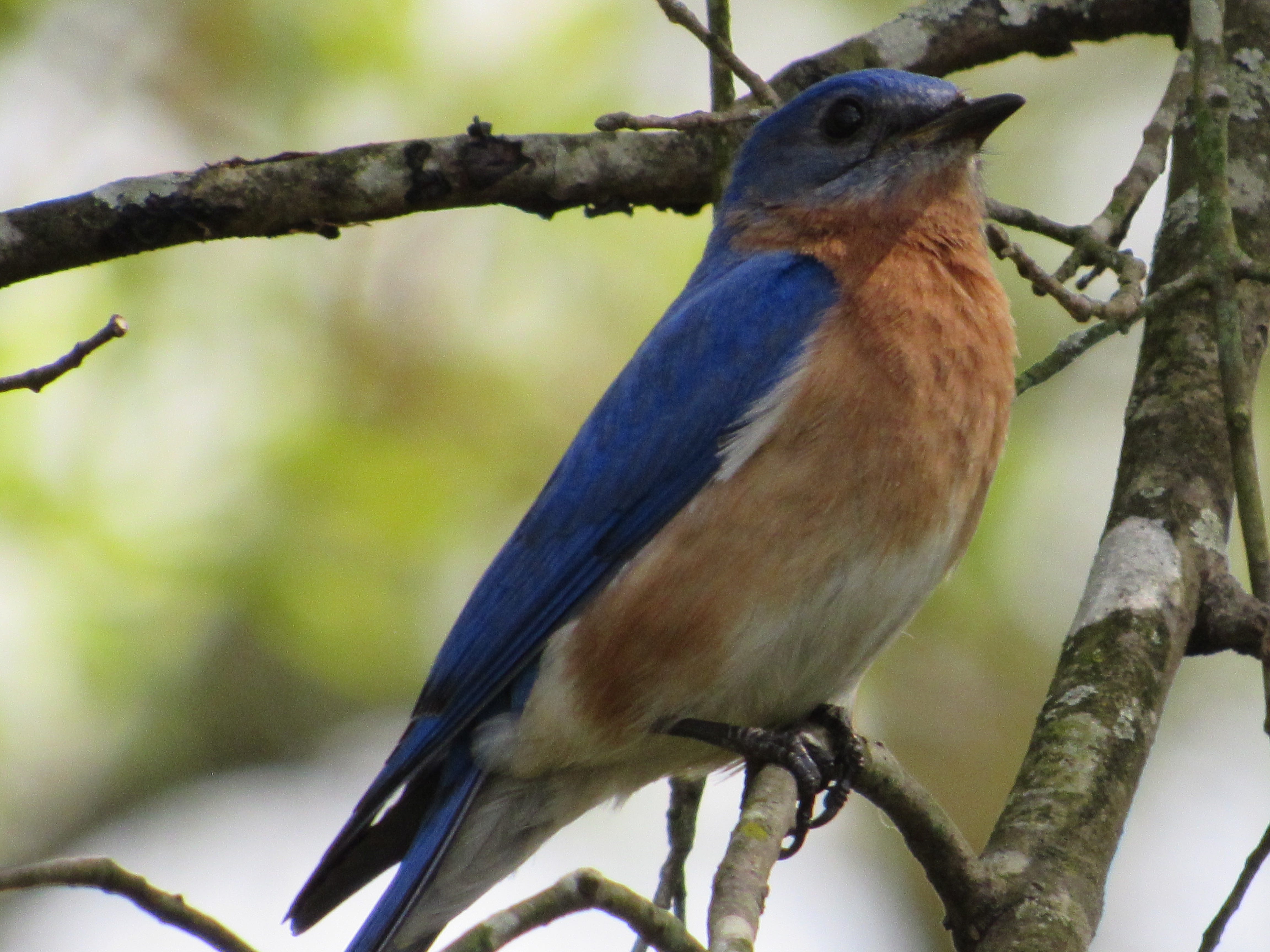 Eclipse - Begin In Wonder Substack