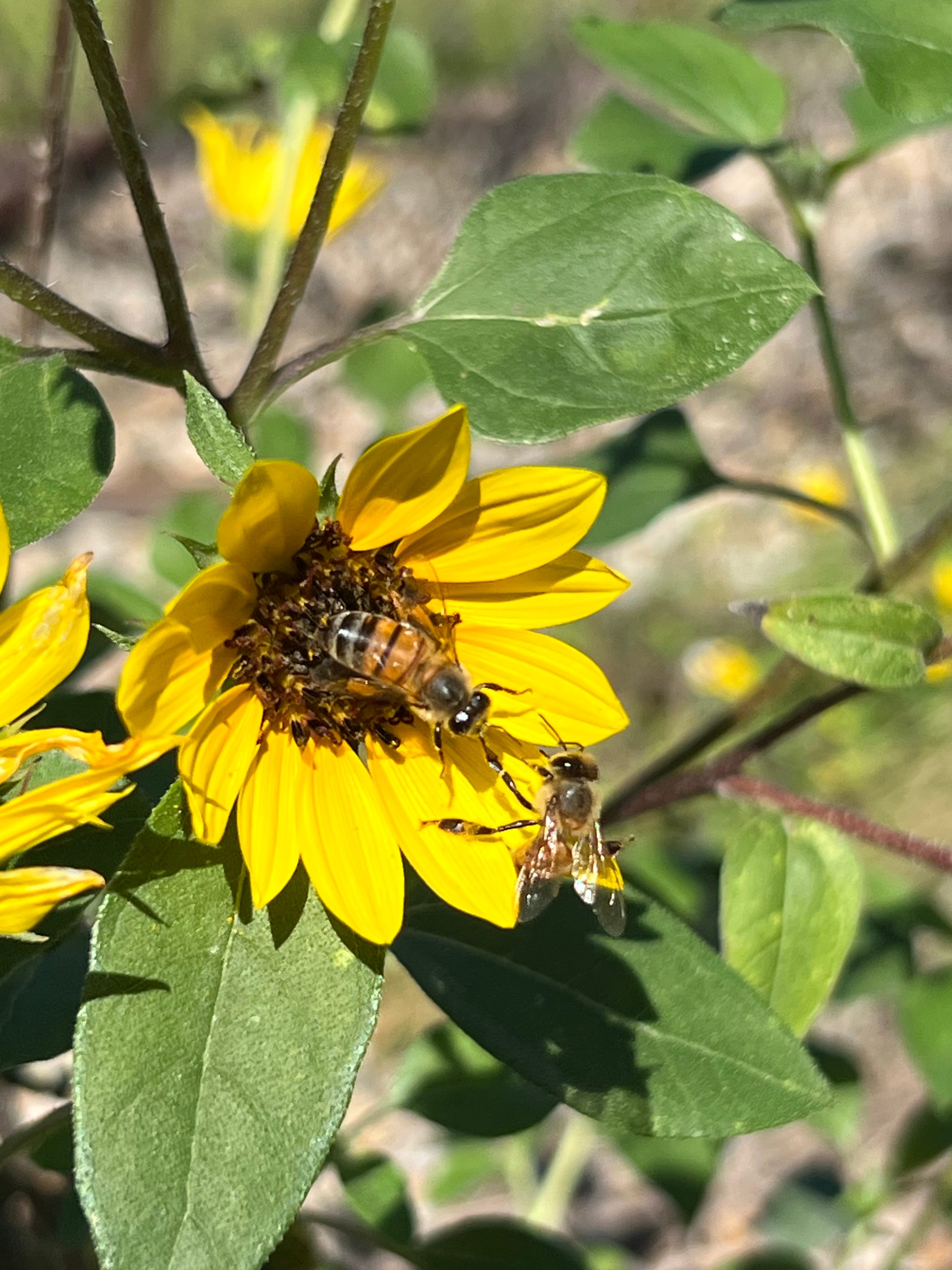 The Hustle, relenting or A New Wrinkle - by Kevin Russell