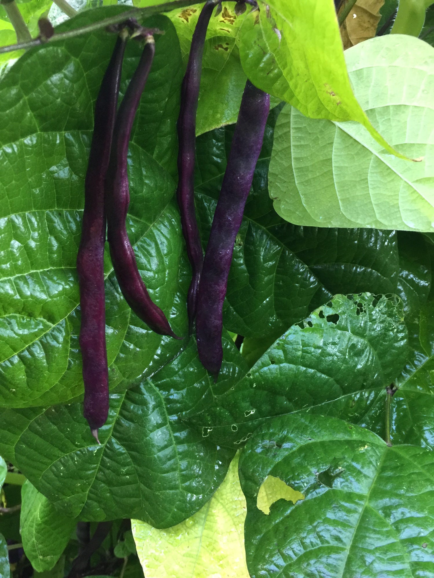 Optimal cooking, growing & storing techniques for Legumes (dried beans)