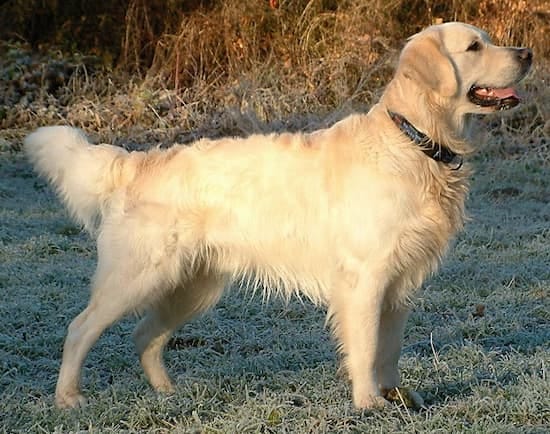 El origen de los tres primeros Golden Retriever