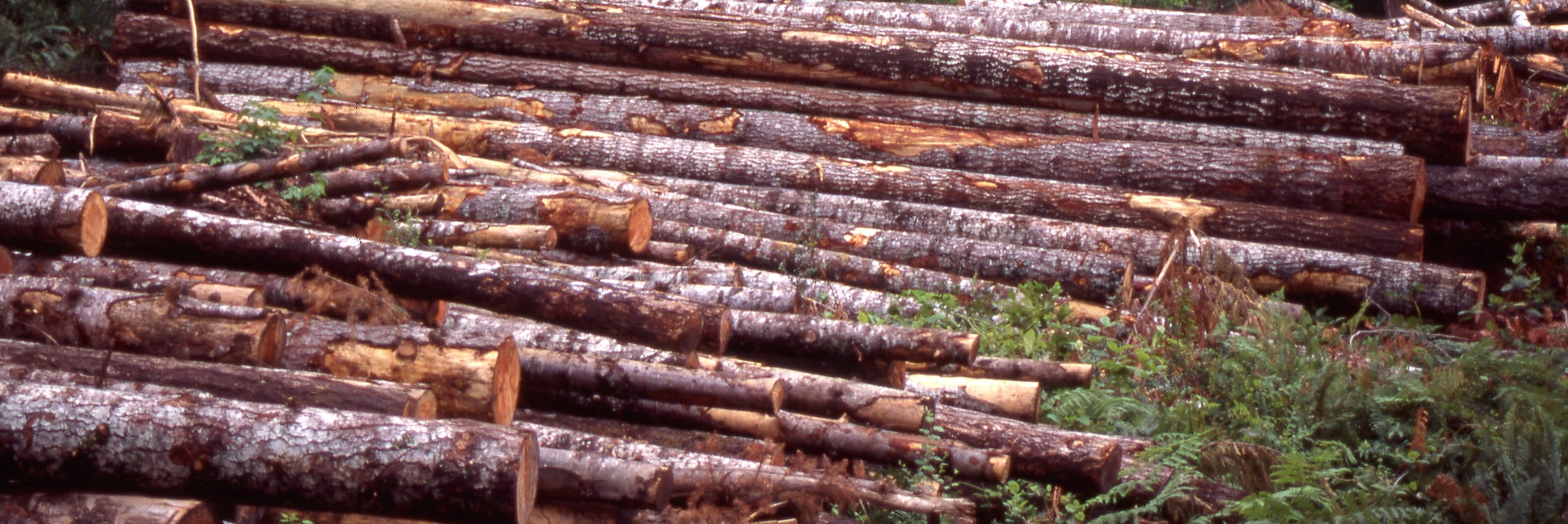 CHAPTER 11: The Logging Scene - by T.H. PLATT