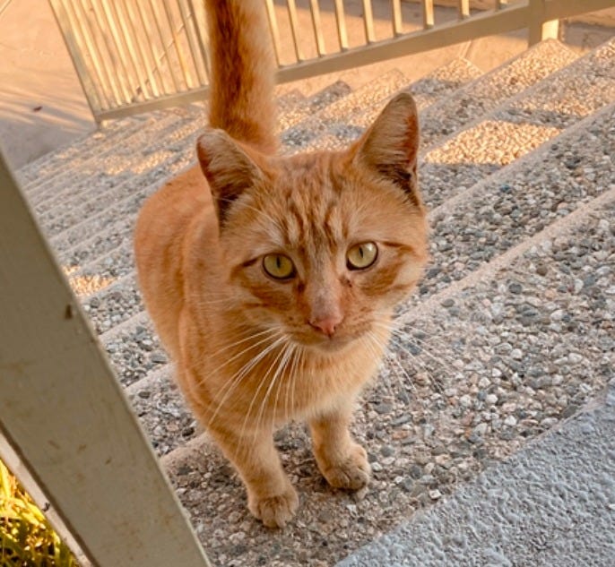 Romeow - Alice’s Substack