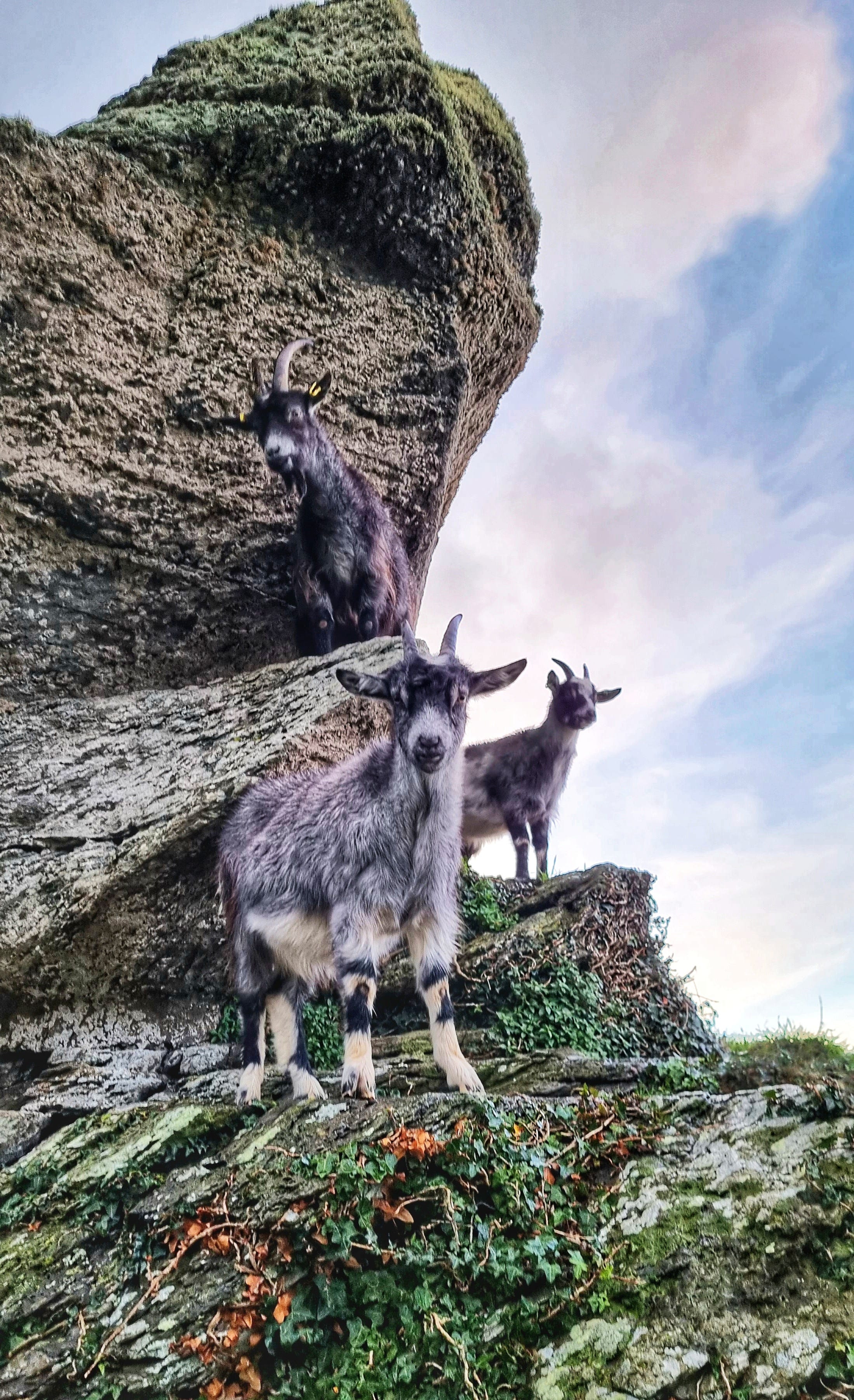 The Valley of Rocks - by George Mahood - Reconnecting...