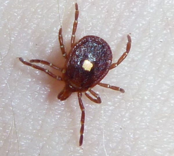 Lone Star Tick Control - by 1782Farm.com / Simples & Worts