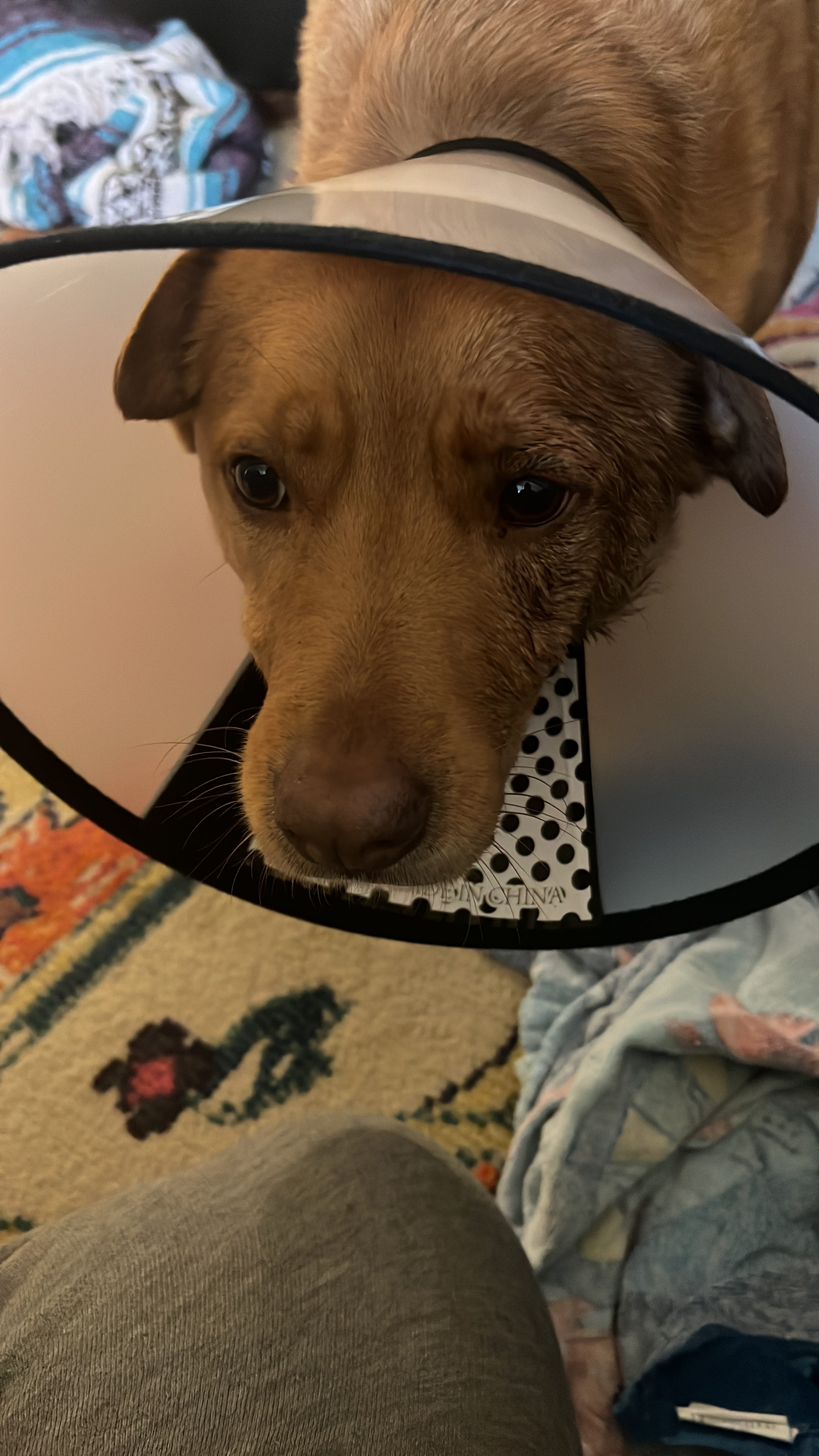 Why Cynics Were Dogs - by Aaron Zinger - Outlandish Claims