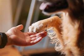 The Hairy Side of Home Office: Life as a Pet Parent at Fyle