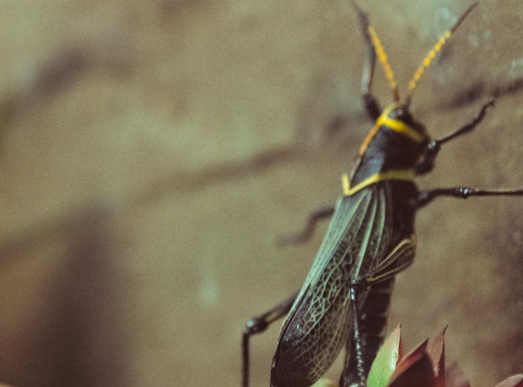 The Fascinating World of Insects - by Aditya Singh