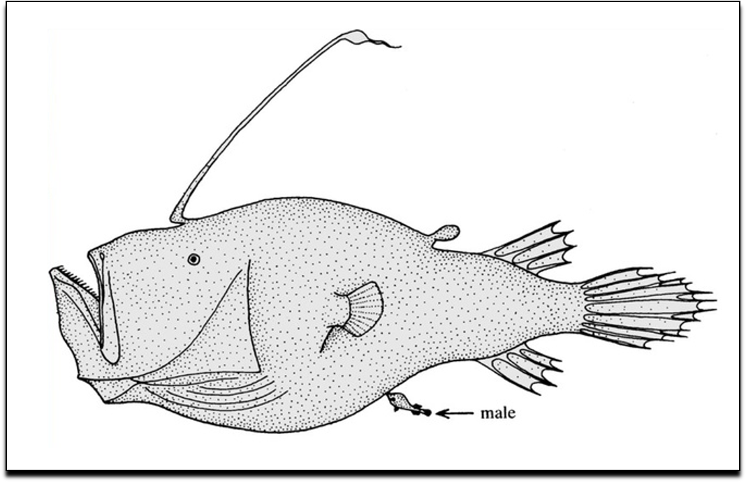 The Sex Binary Vs Sexual Dimorphism By Colin Wright