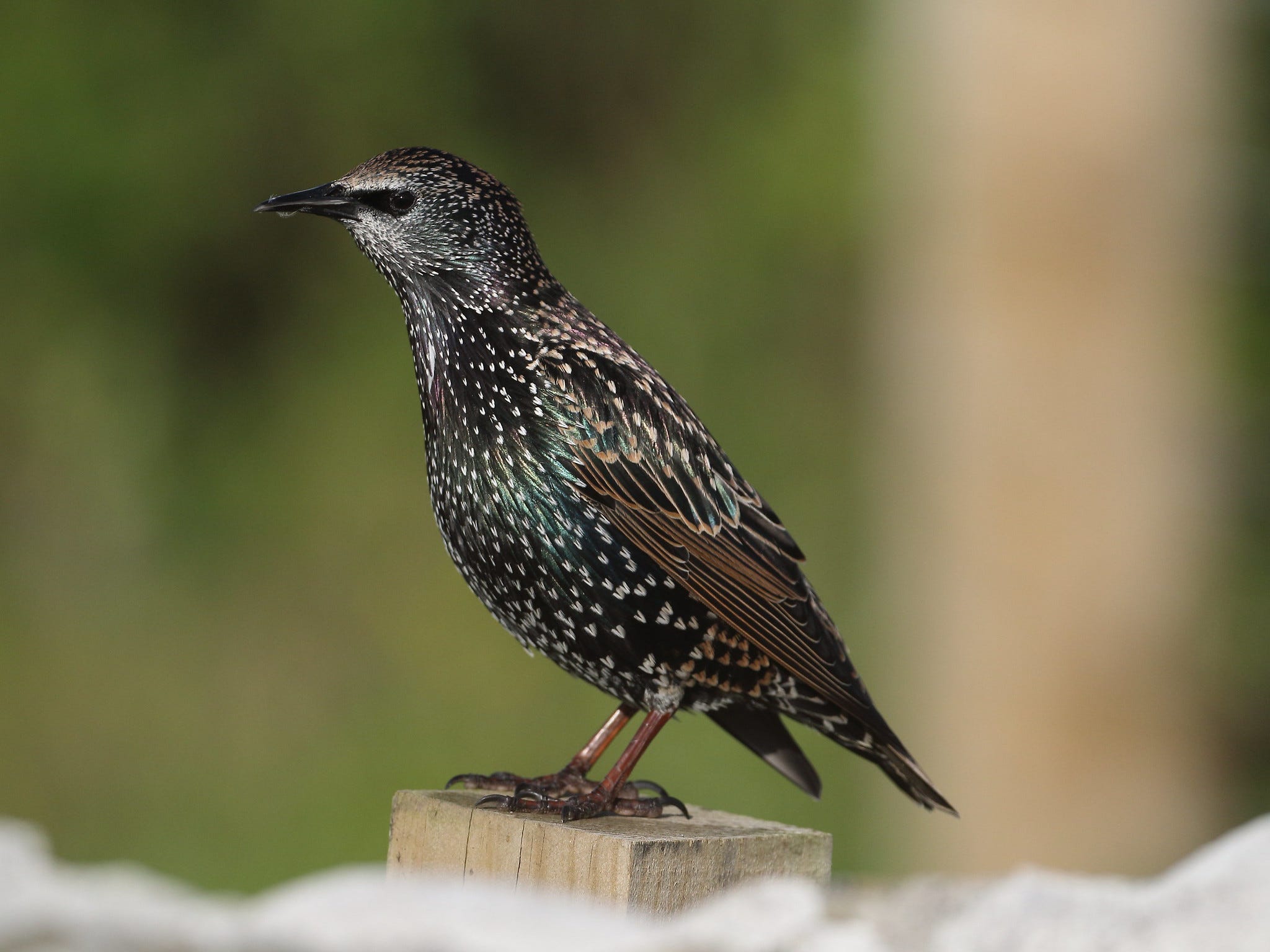 Murmuration Murmours - by David Bocking