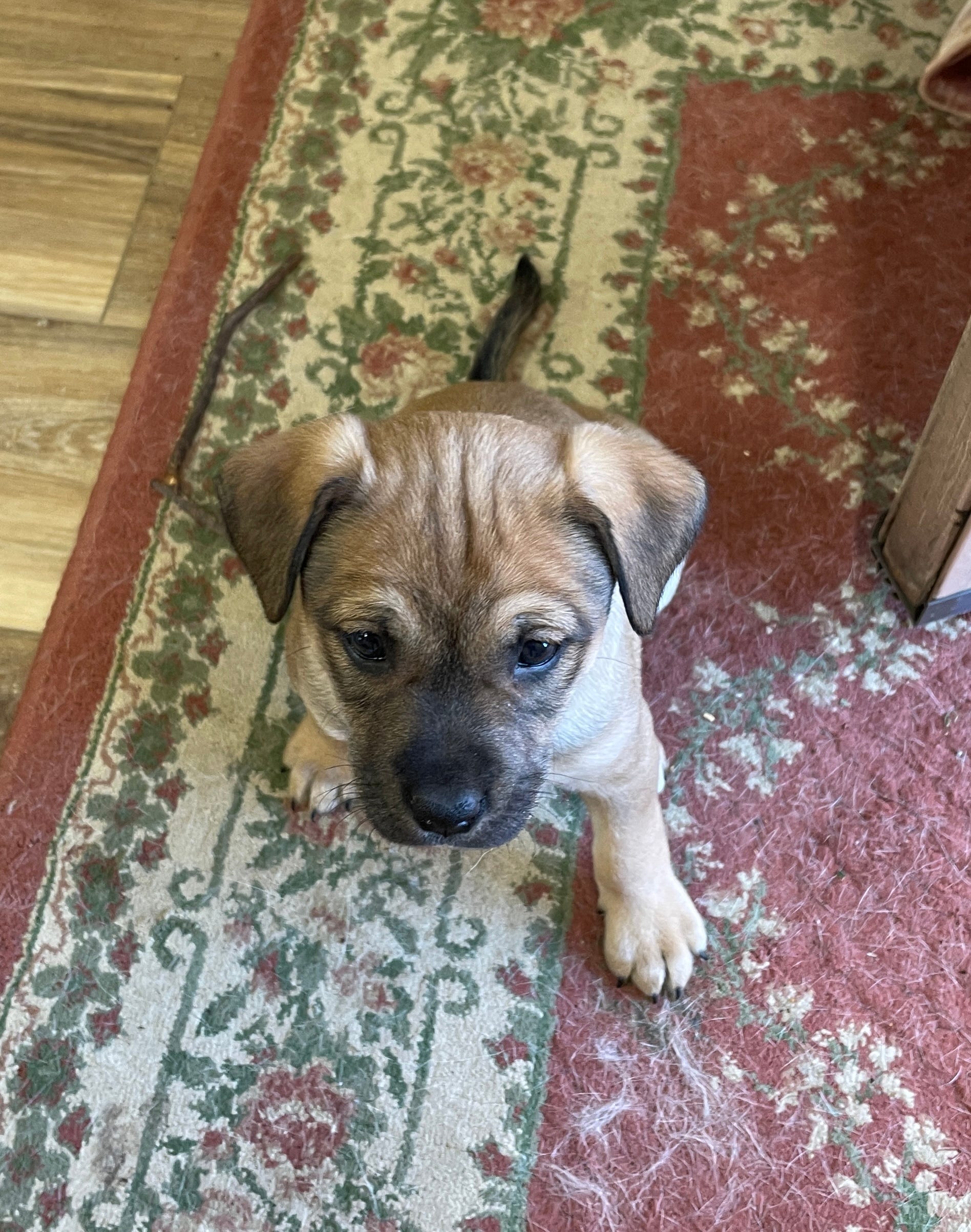 Noodle and Linguine - by Jane Ehrenfeld - Whimsy and Pique