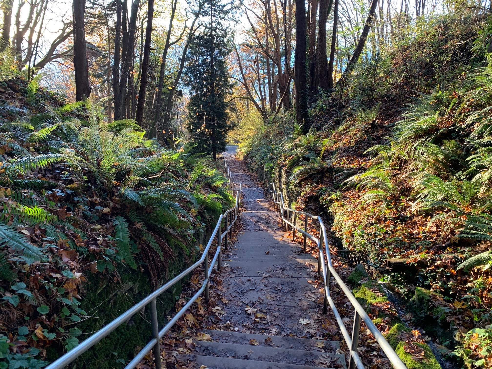 The Olmsted 50 trail - by Miles Howard - Mind the Moss