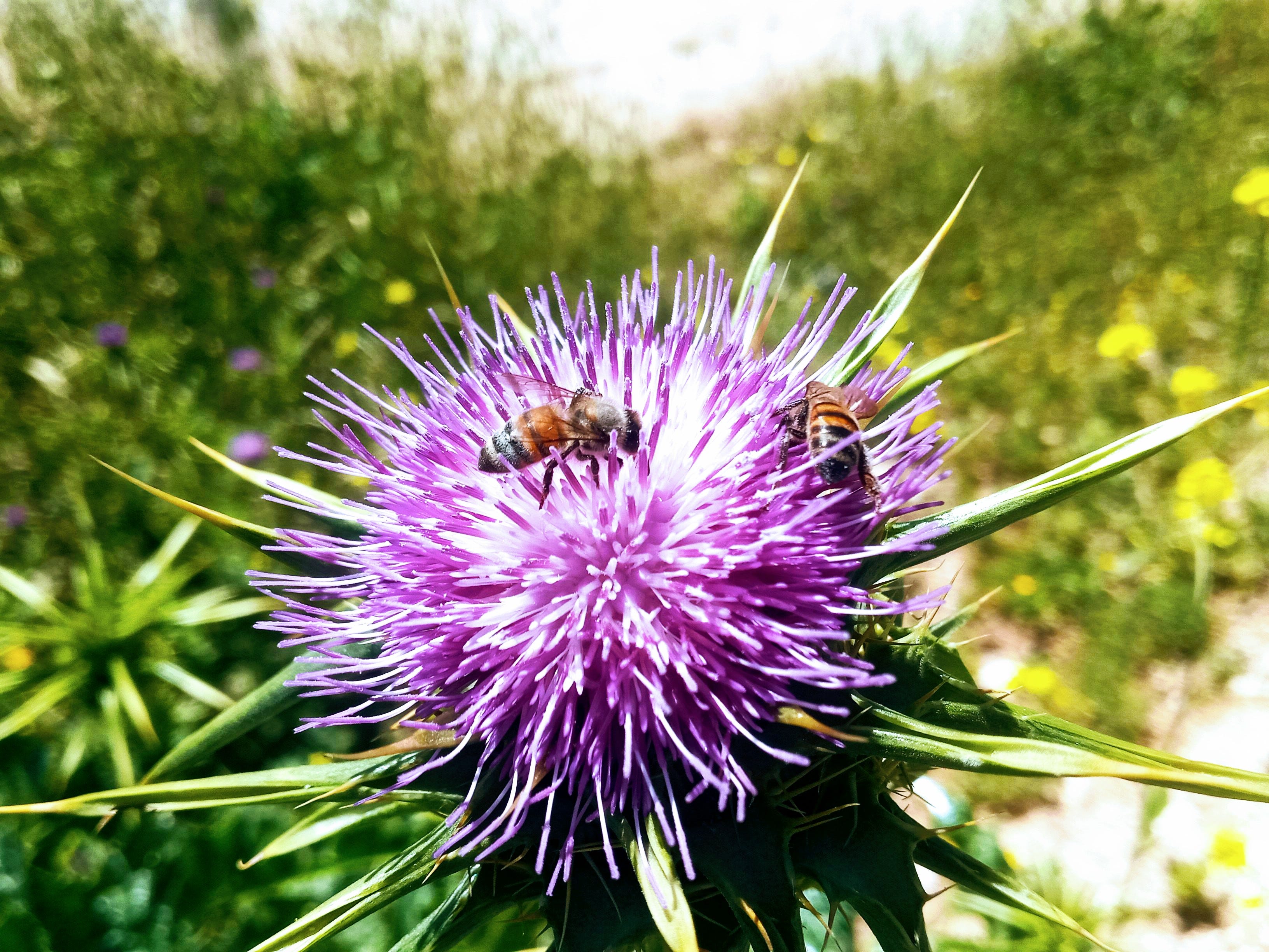 Toil and labour - by Seru Bainivualiku - Collogue